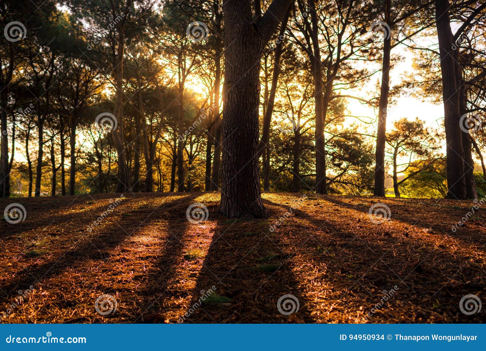 Light and Shadow in the Pine Forest. Stock Photo - Image of park, light ...