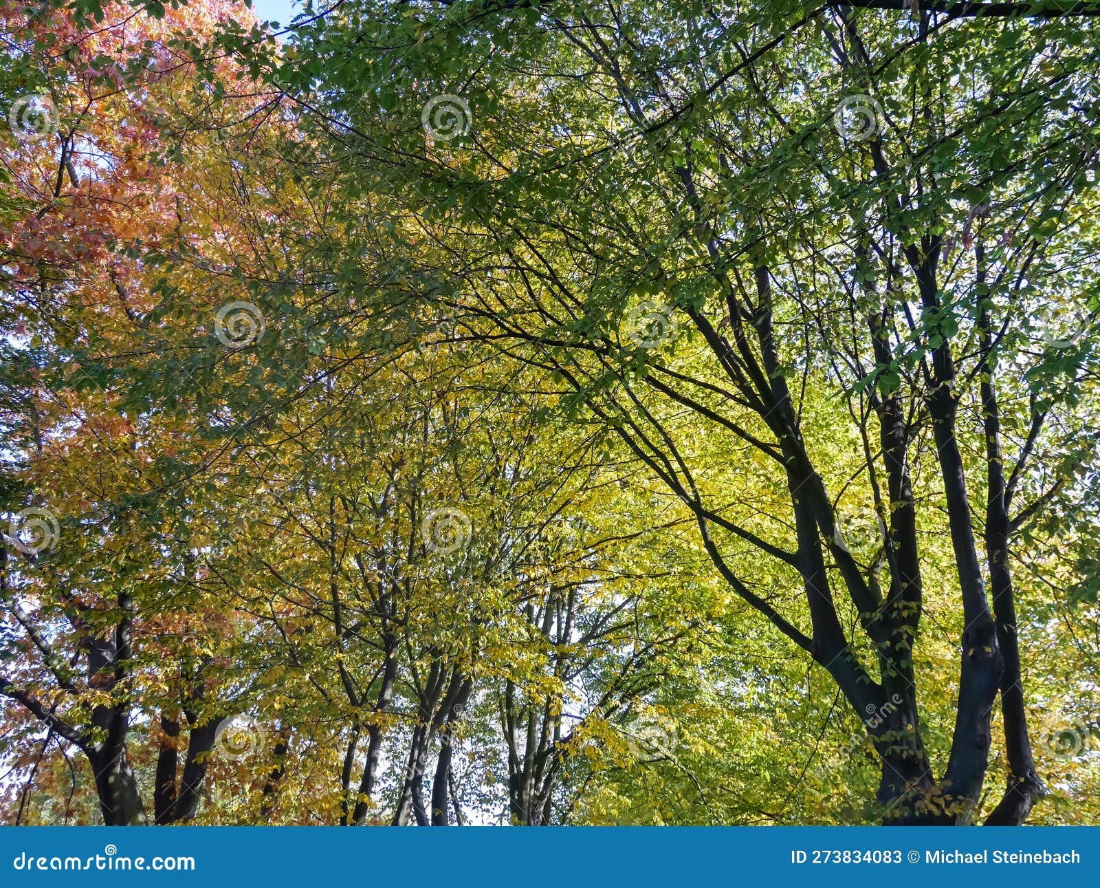 Tree Trunks and Branches with Autumn Coloured Foliage Stock Image ...