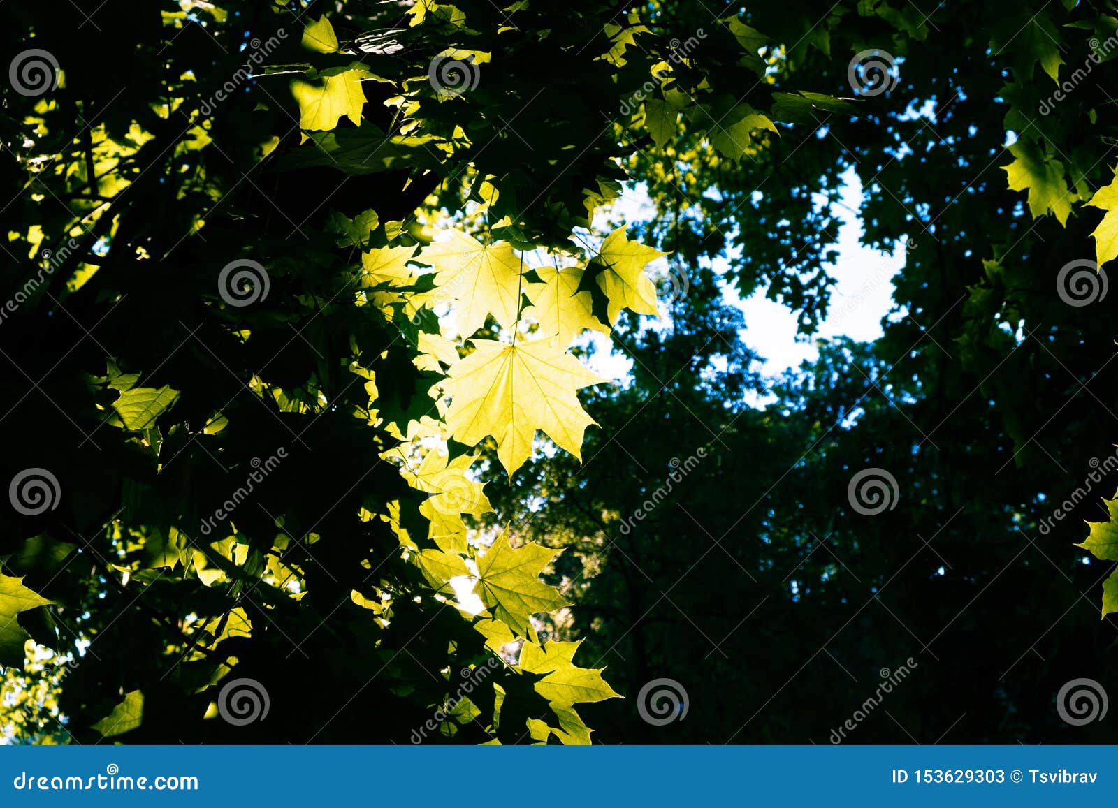 Light and Shadow Play in Forest Canopy. Stock Image - Image of focus ...