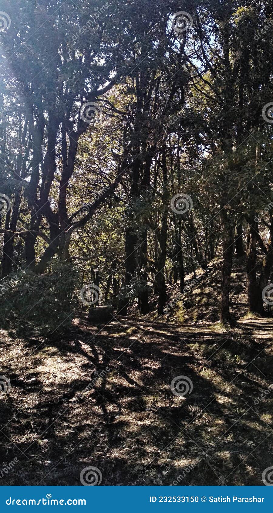 Light and Shadow Play in Forest Stock Photo - Image of leaf, wilderness ...