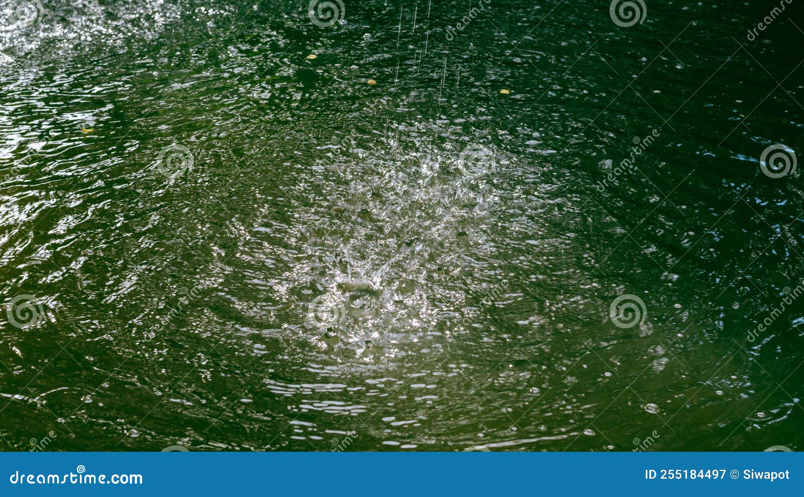 Raindrops Falling on Water Surface Stock Image - Image of droplet, lake ...