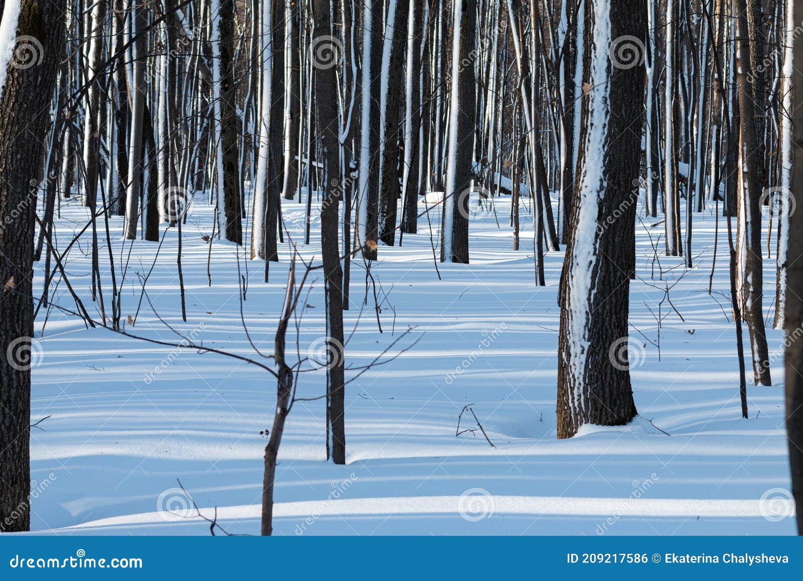 Light and Shadow in the Snowy Forest with Thin Trees Stock Photo ...