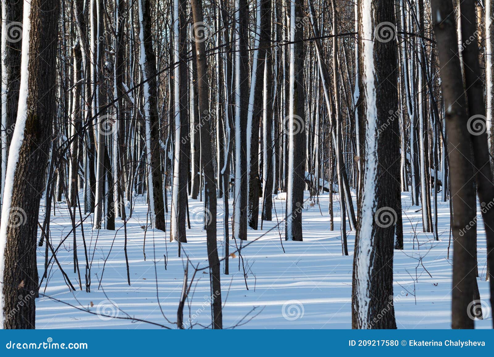 Light and Shadow in the Snowy Forest with Thin Trees Stock Photo ...