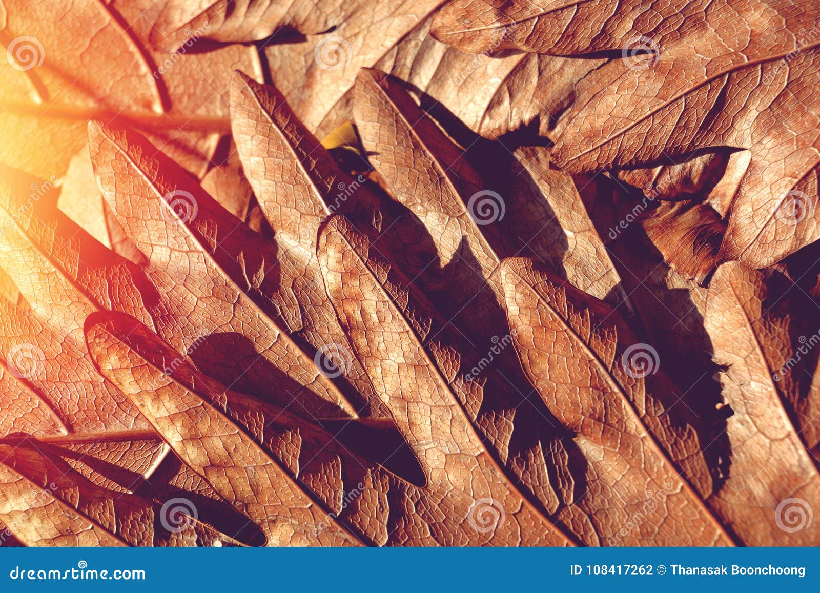 Light and Shadow Texture of Brown Dry Leaves Stock Photo - Image of ...