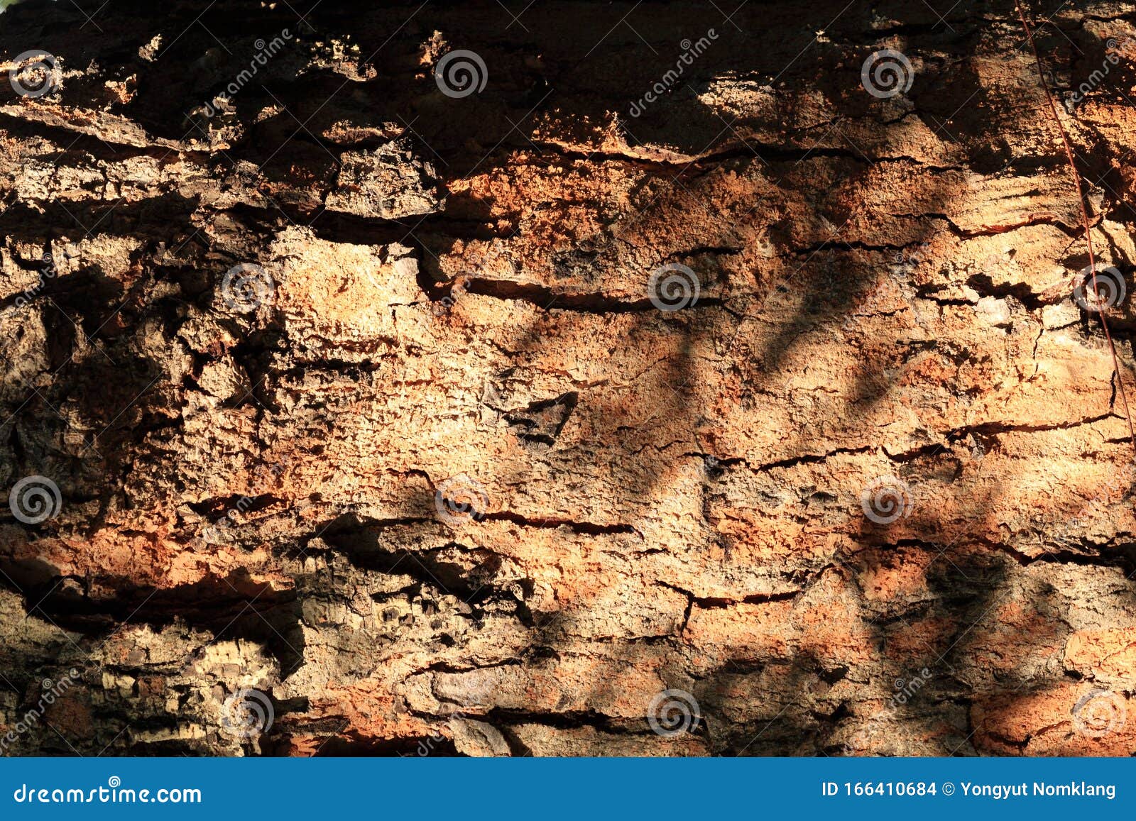 Abstract Background and Backdrop [tree Bark Texture] Stock Photo ...