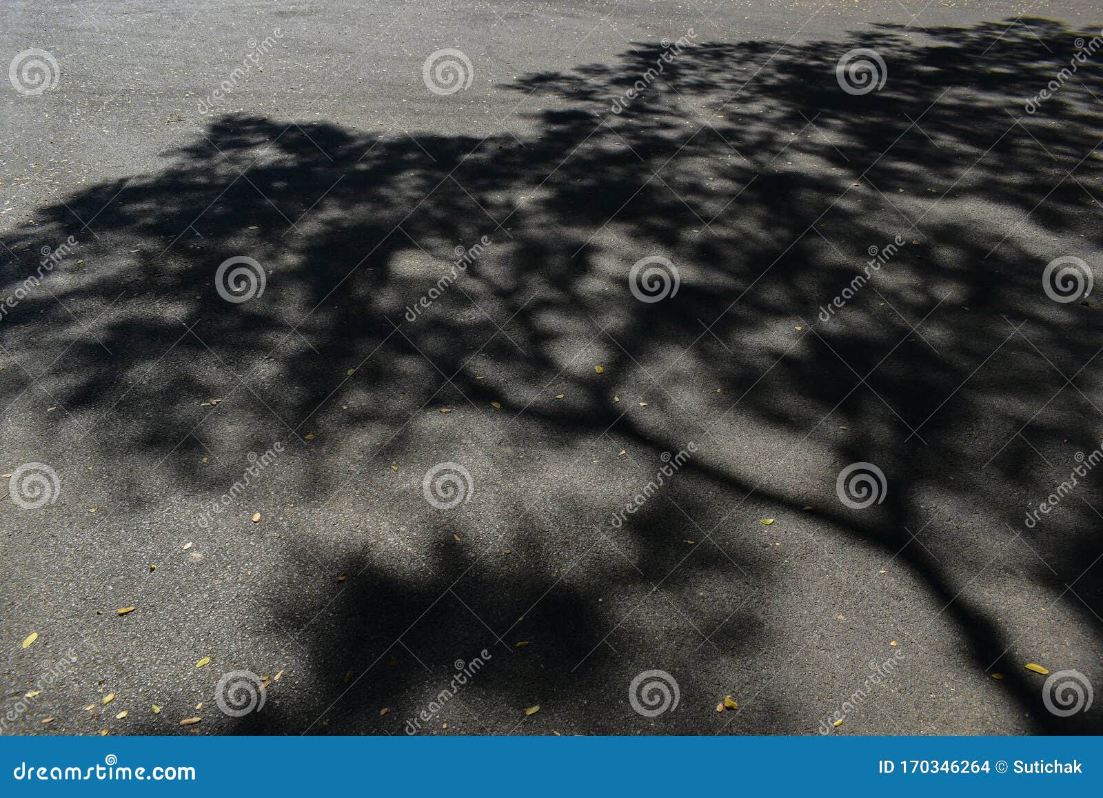 Light and Shadow of Tree on Black Asphalt Road Stock Photo - Image of ...