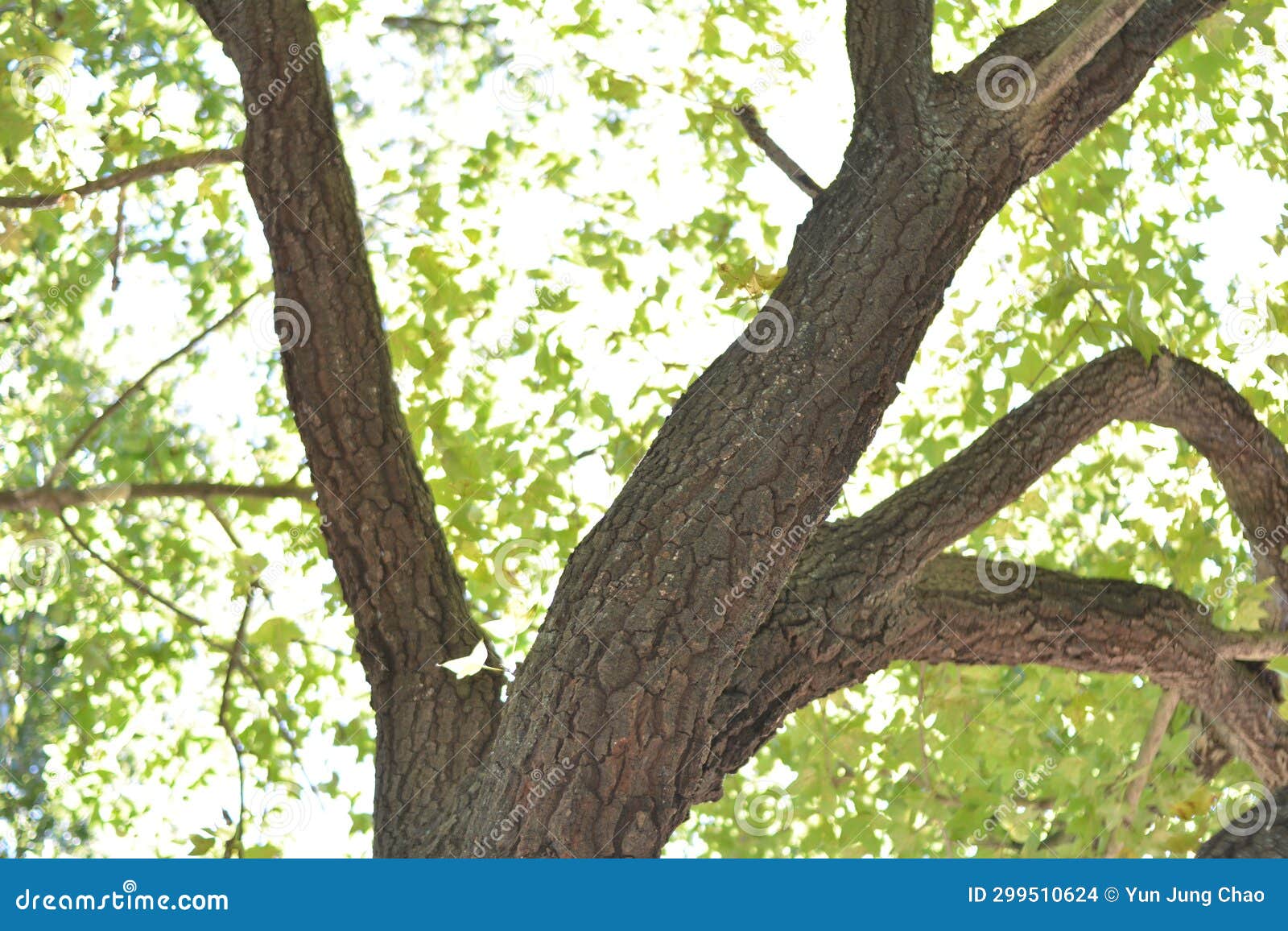 The Light and Shadow among the Trees, a Wonderful Afternoon Time Stock ...