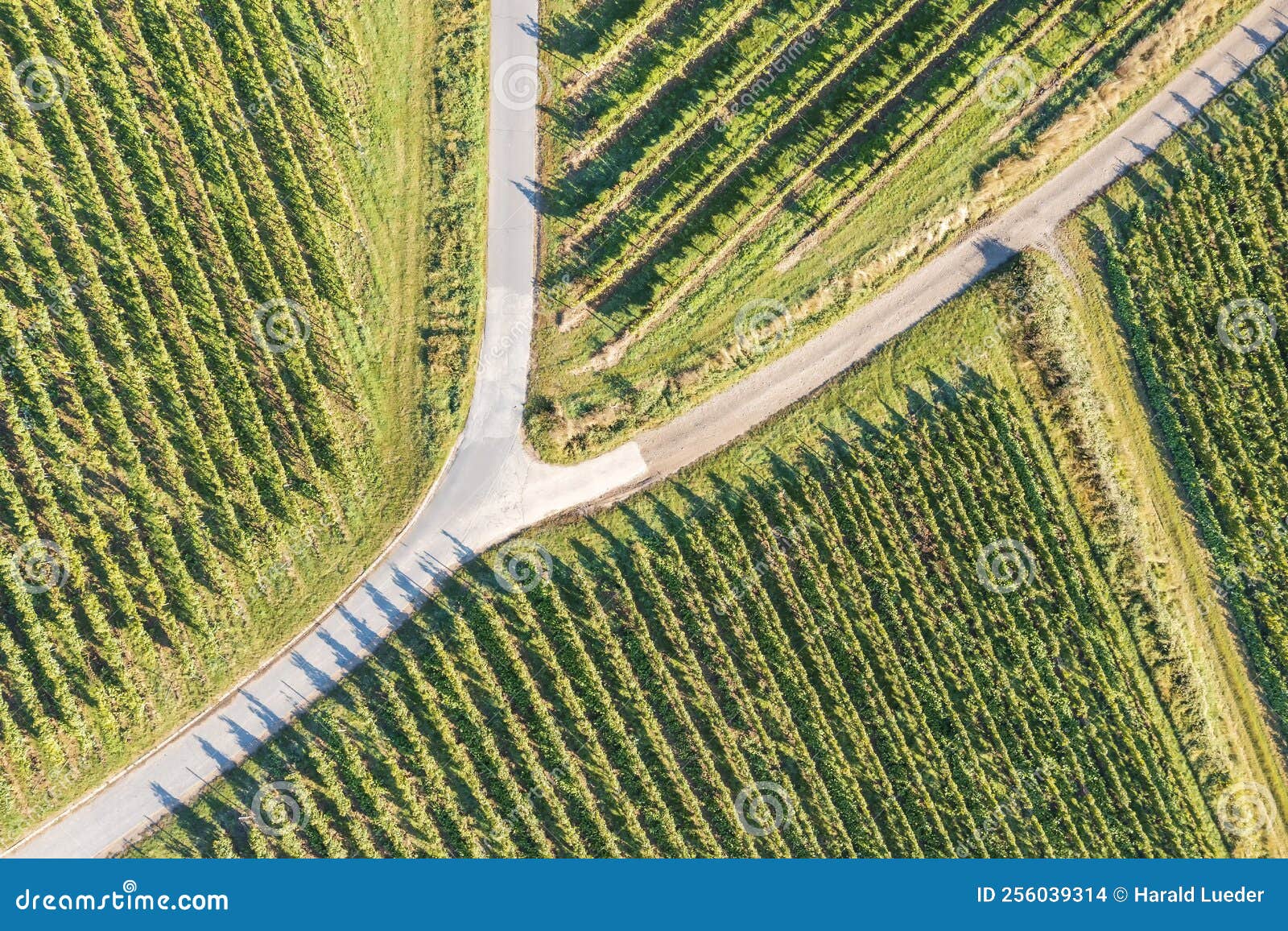 Light and Shadow in the Vineyard Stock Photo - Image of outdoors ...
