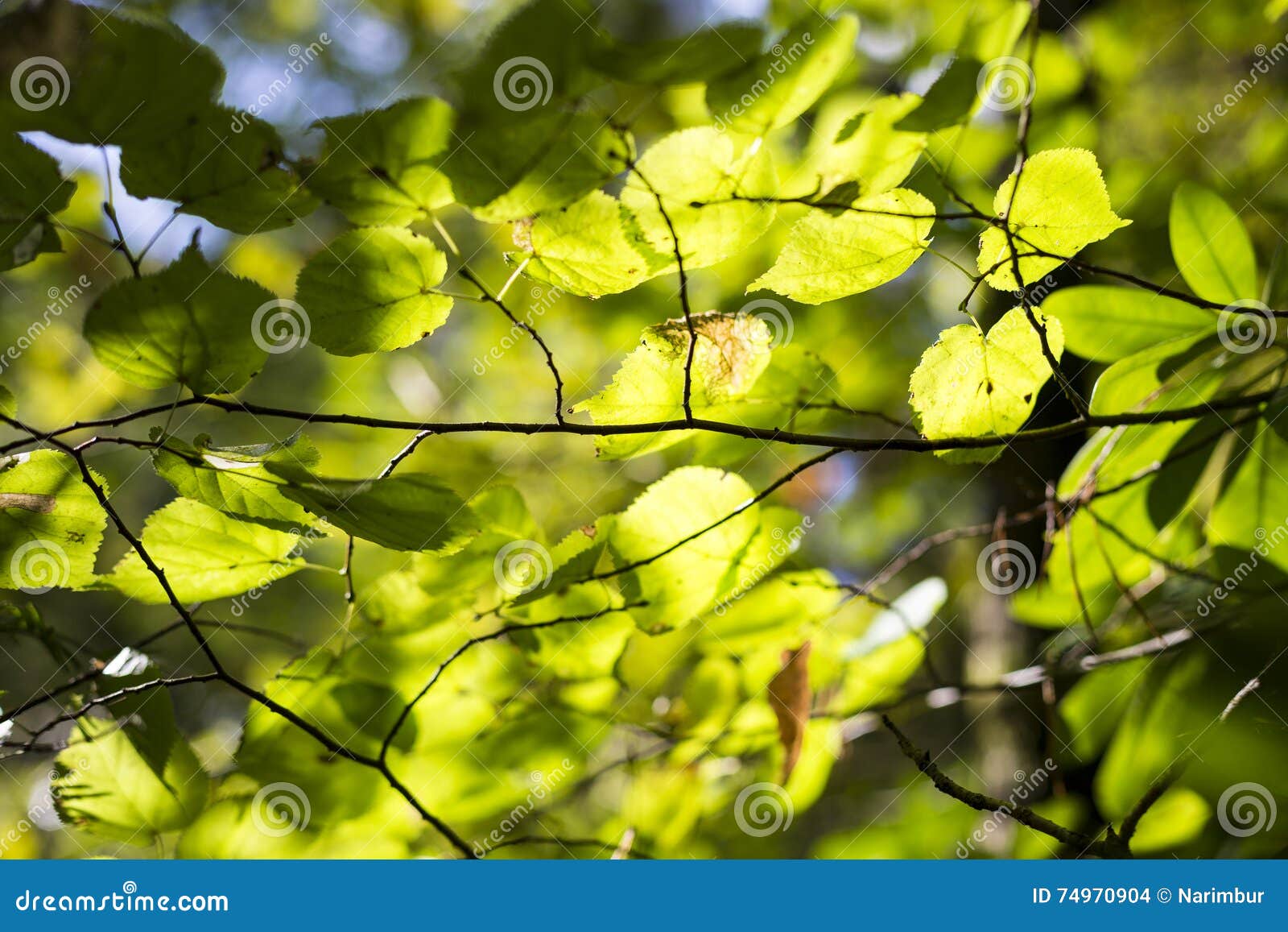 Light and Shadows of Leaves Stock Photo - Image of forest, shadows ...