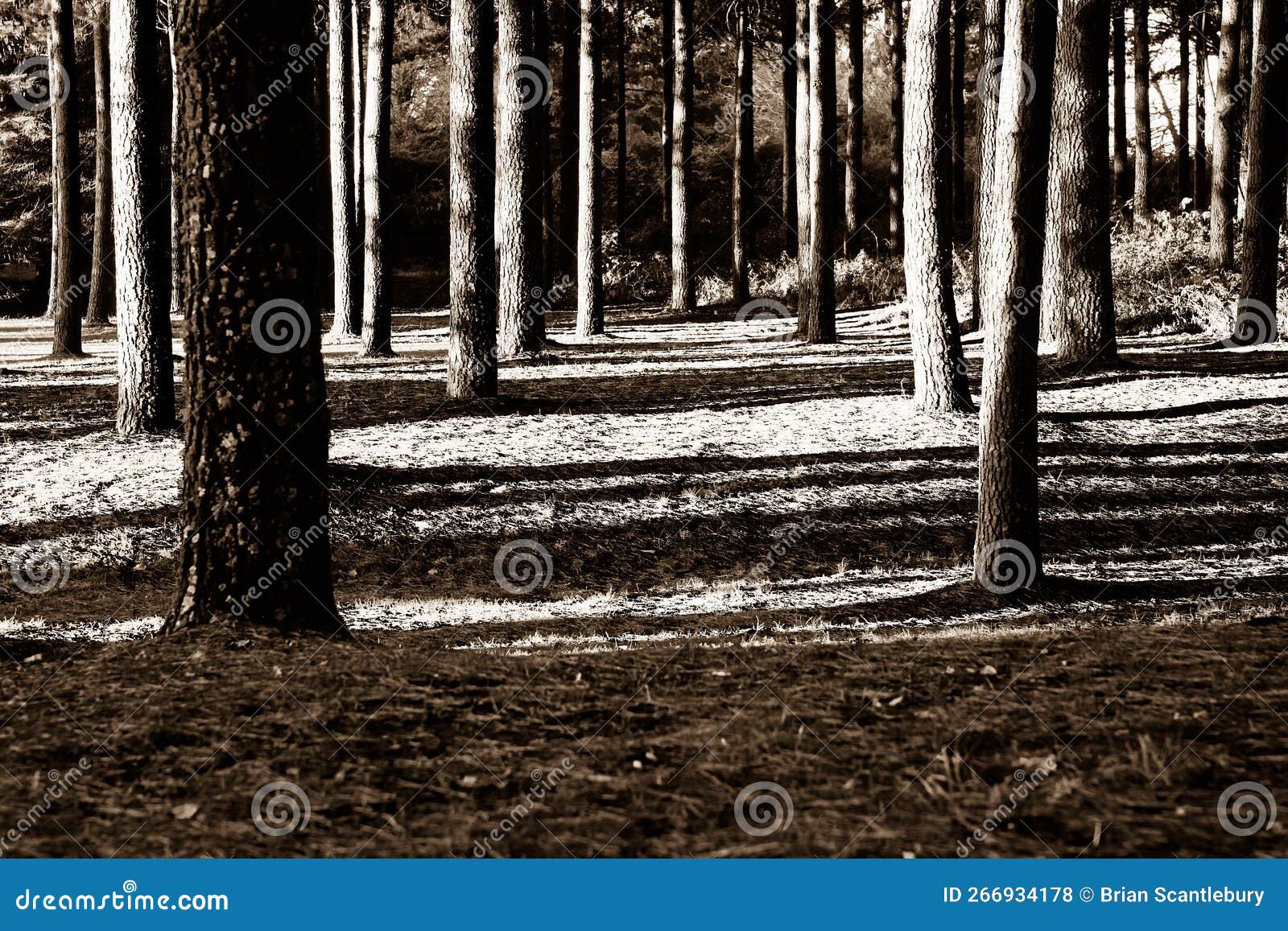 Light and Shadows from Low Sun Inside Pine Tree Plantation Stock Photo ...