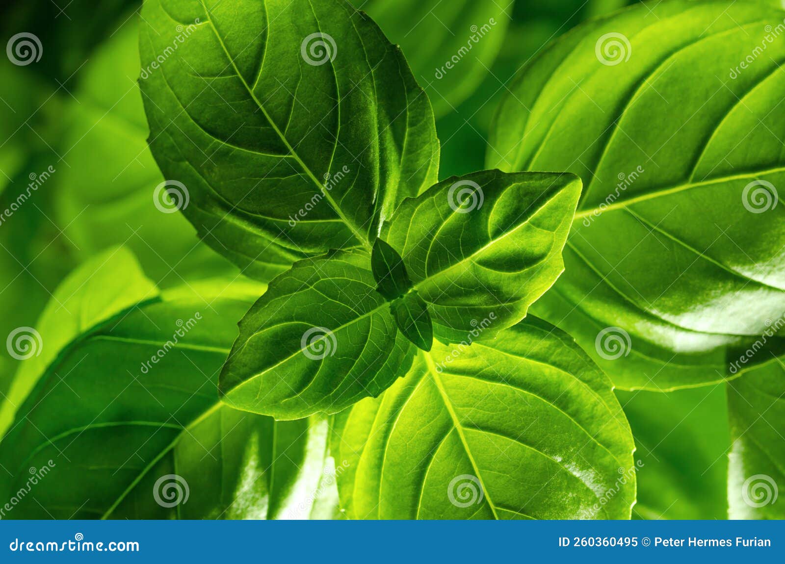 Light Shines through Basil Leaves, Also Known As Sweet, Great or ...