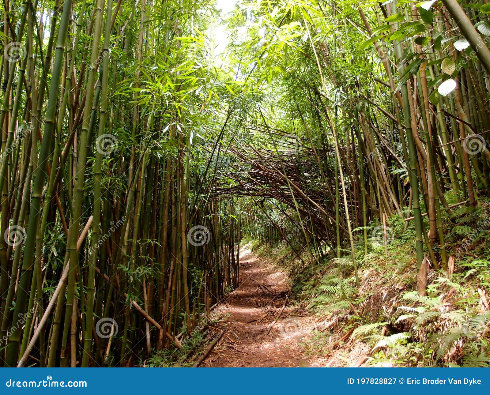 Light Shines into Trail Path in Bamboo Forest Stock Image - Image of ...