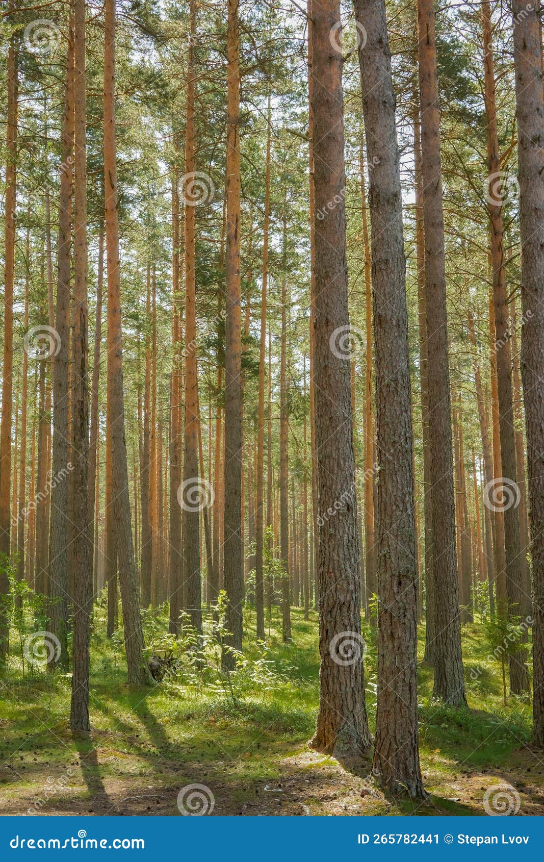 Light Shining Down in Nature Forest Stock Image - Image of leaf, season ...