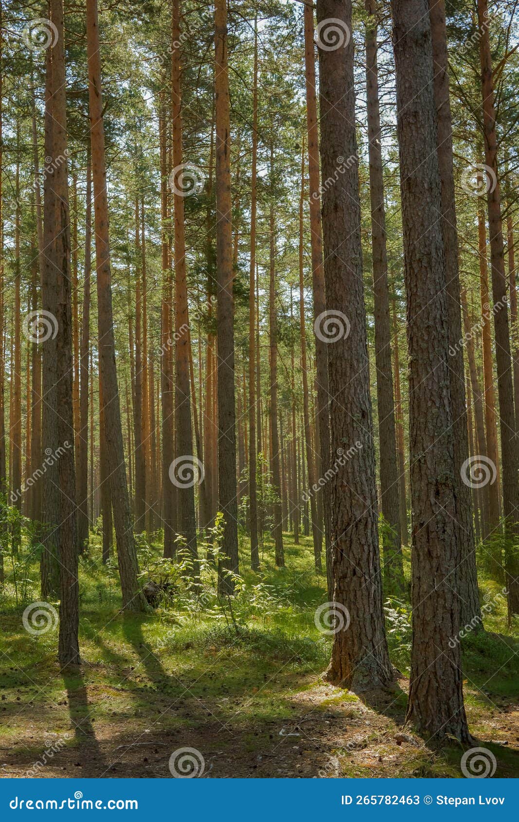 Light Shining Down in Nature Forest Stock Image - Image of daylight ...