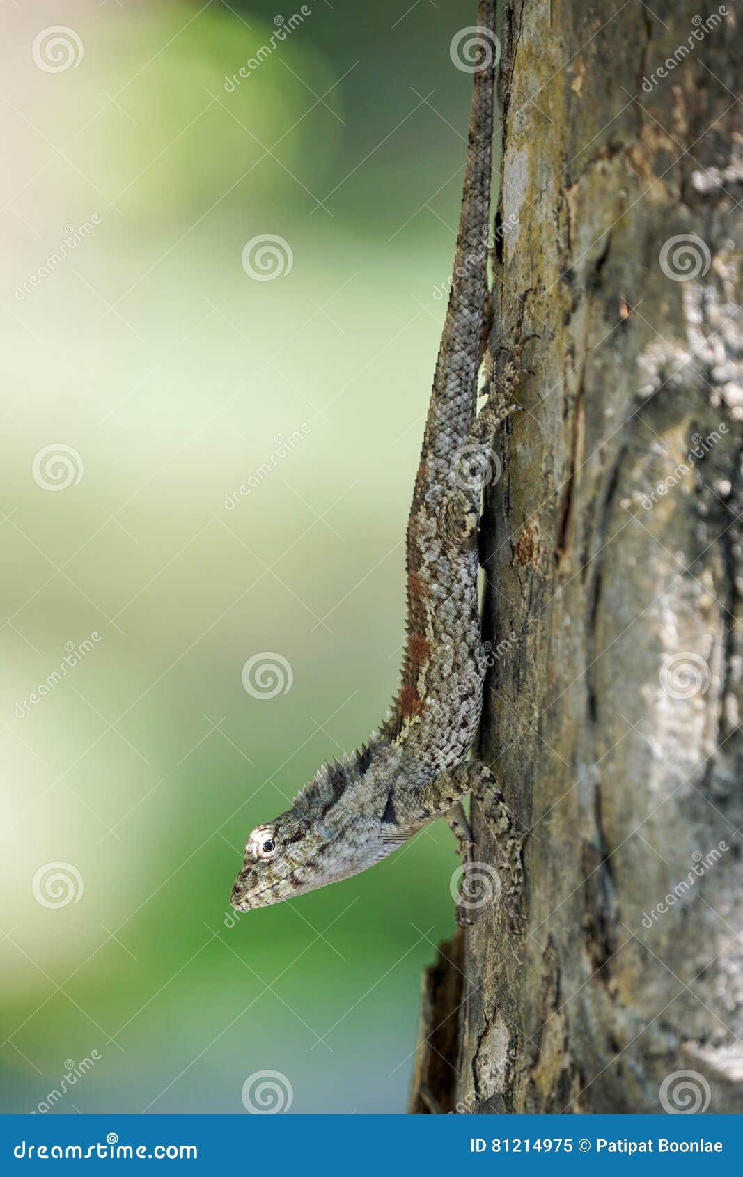 Light Shining on the Eye of Blue Crested Lizard Stock Image - Image of ...