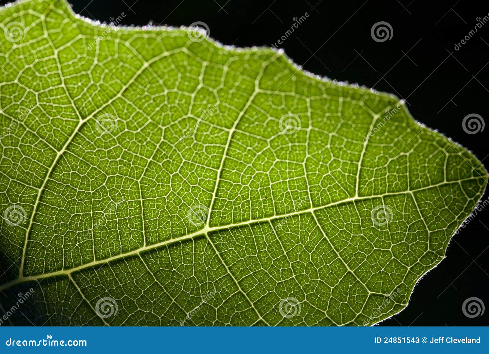 Light Shining through Green Fig Leaf Closeup Stock Image - Image of ...