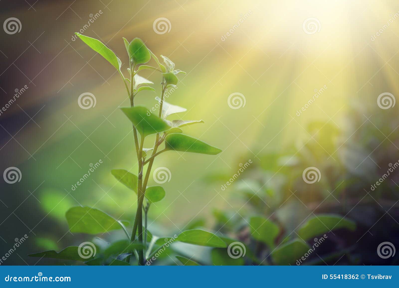 Light Shining on a Green Sprout Stock Photo - Image of photosynthesis ...