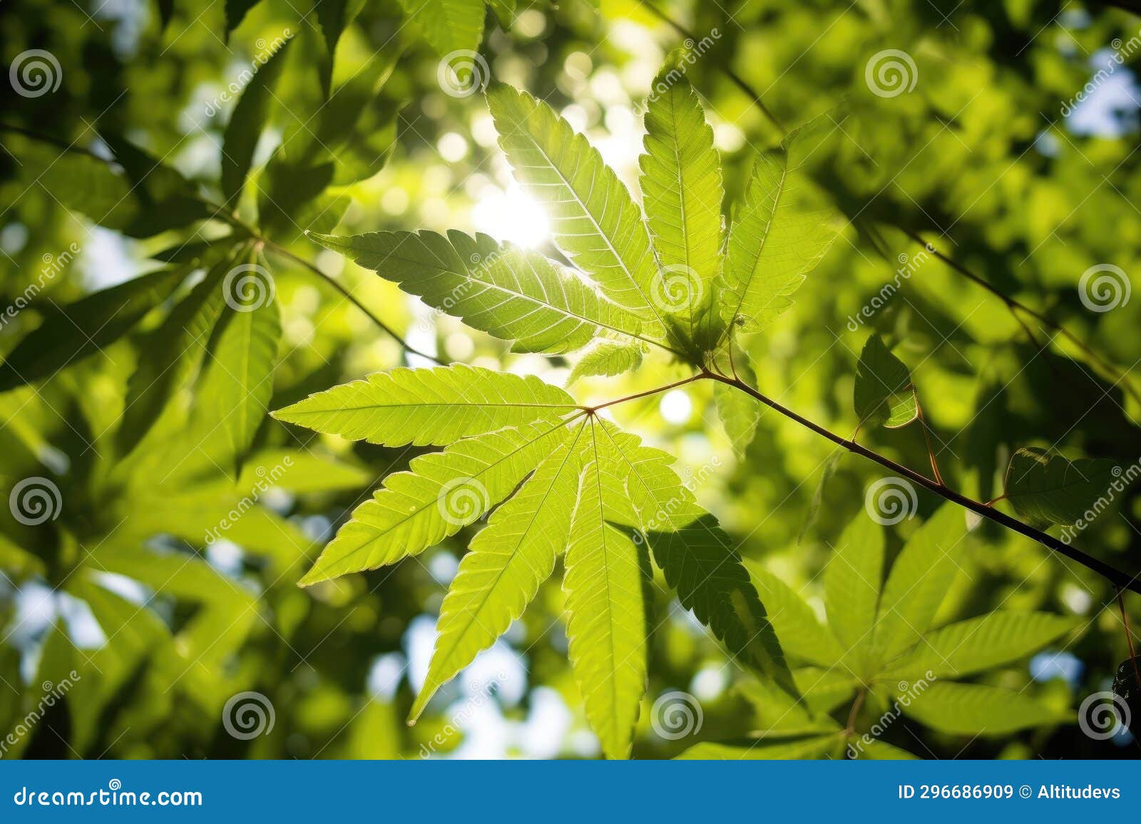 Light Shining through Leaf Structures of a Medicinal Plant Stock ...