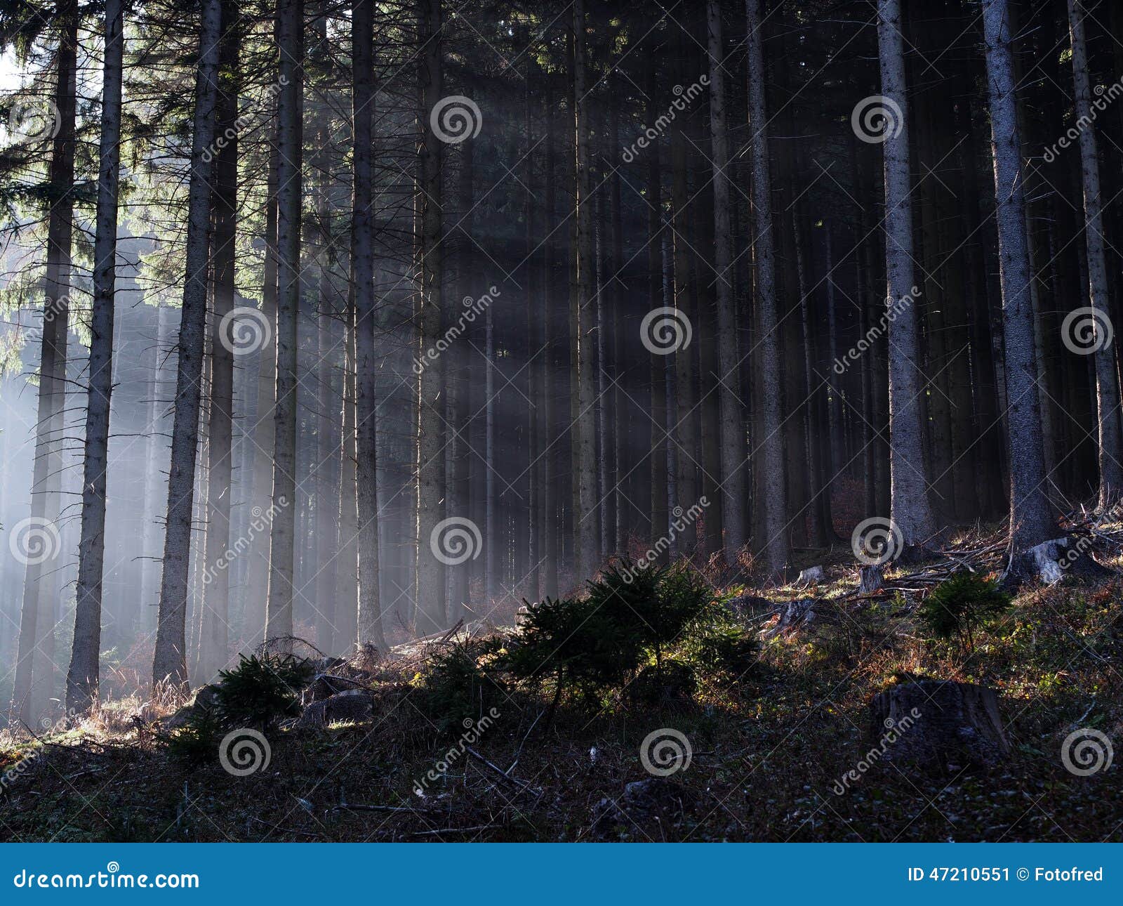 Light shining through mist stock image. Image of nature - 47210551