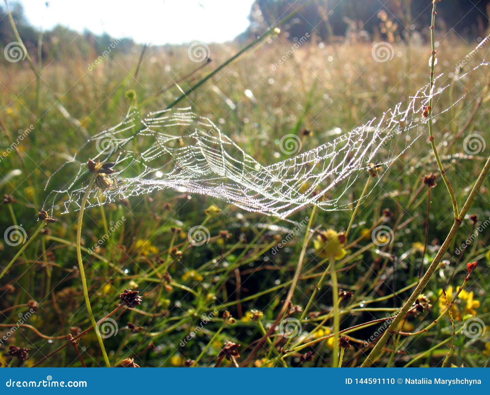 Light Shining Spiderweb with Dew in the Grass in the Sunny Meadow Stock ...