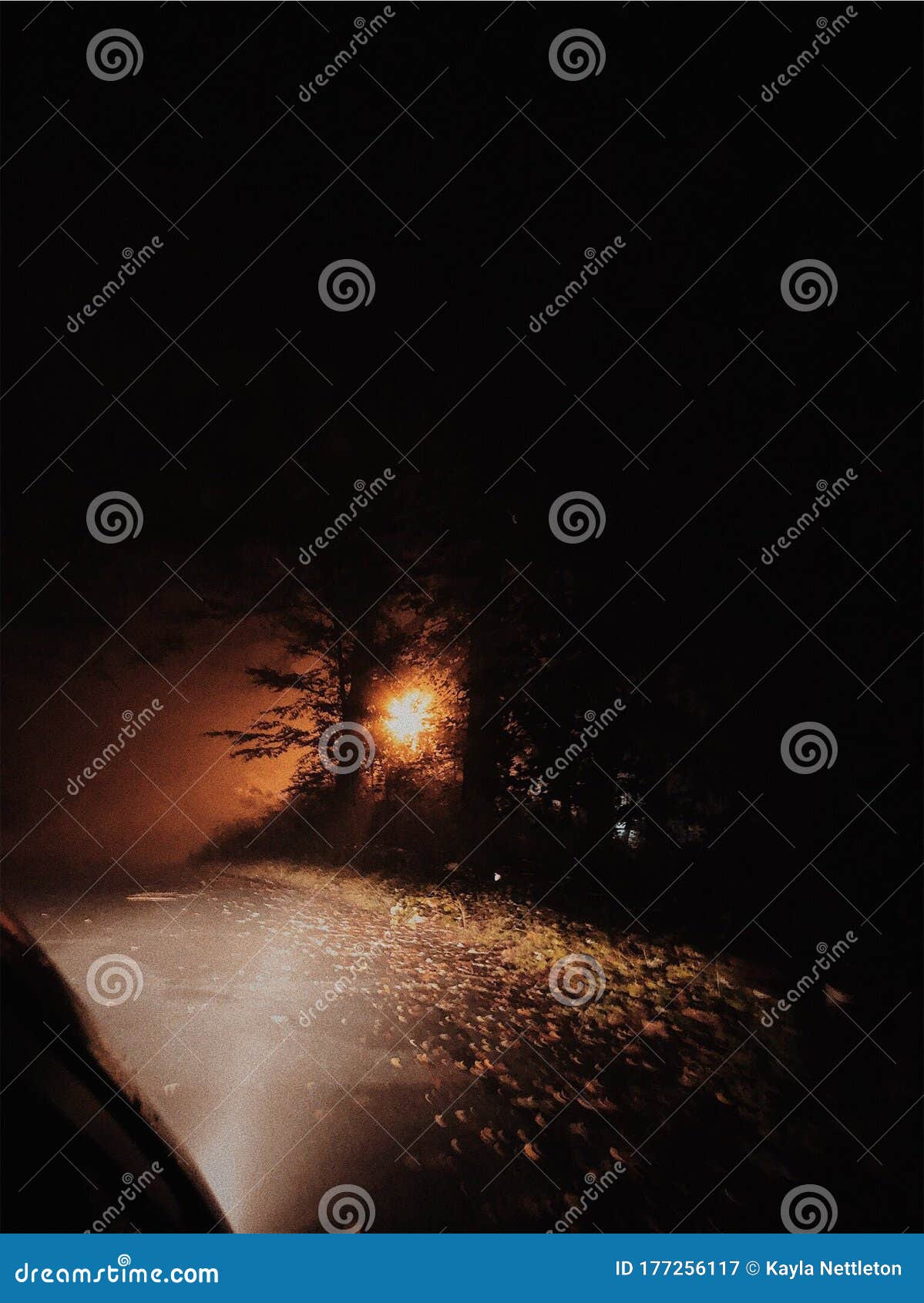 Light Shining through the Trees on a Dark Summer Night Stock Image ...