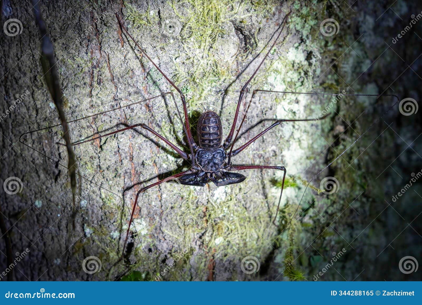 Whip Spider, Or Tailless Whip Scorpion Order Amblypygi Stock Photo ...