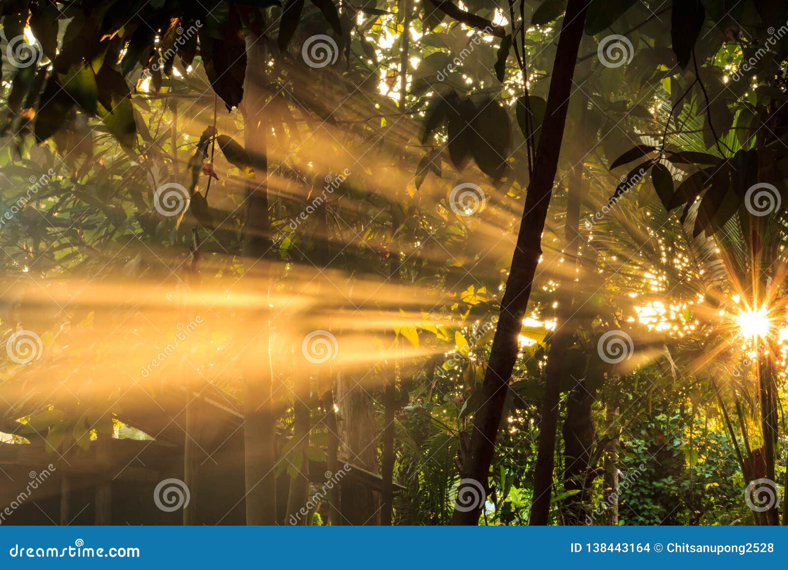 Light smoke tree stock photo. Image of magical, ground - 138443164