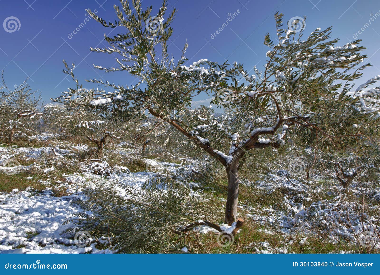 Snow on olive tree stock photo. Image of abruzzo, italy - 30103840