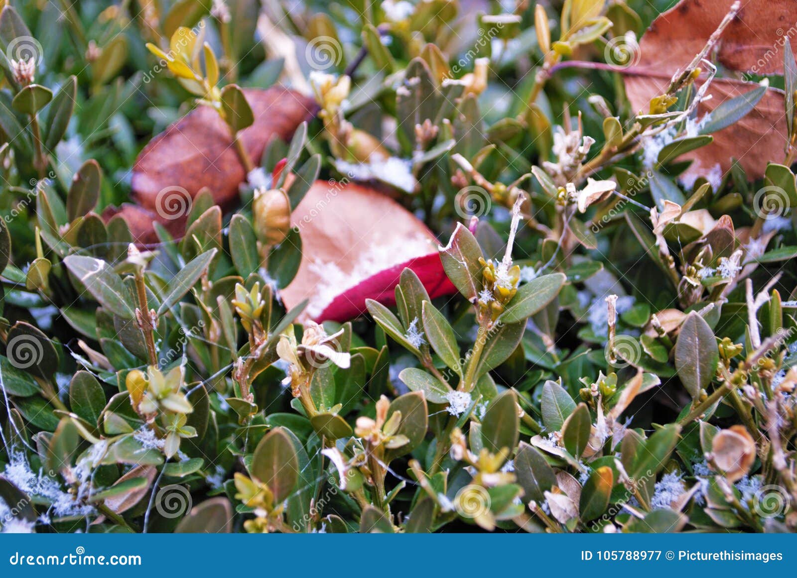 Light snow on the ground stock image. Image of december - 105788977
