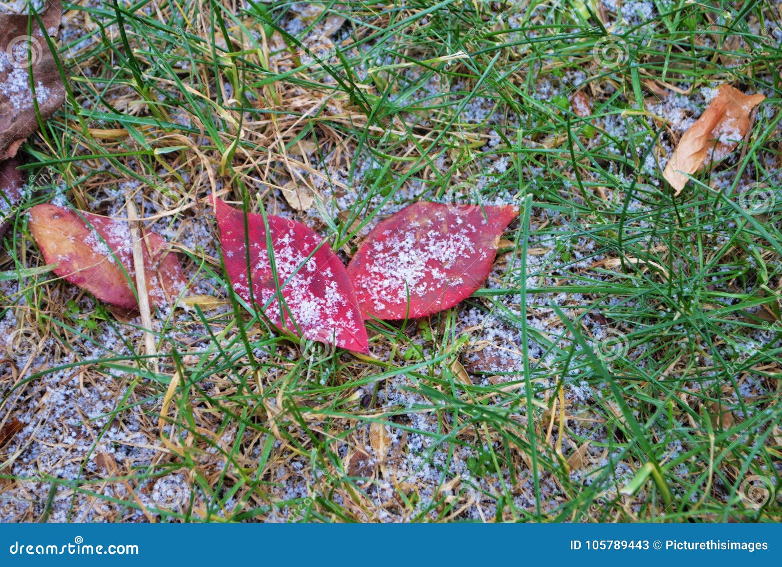 Light snow on the ground stock image. Image of bush - 105789443