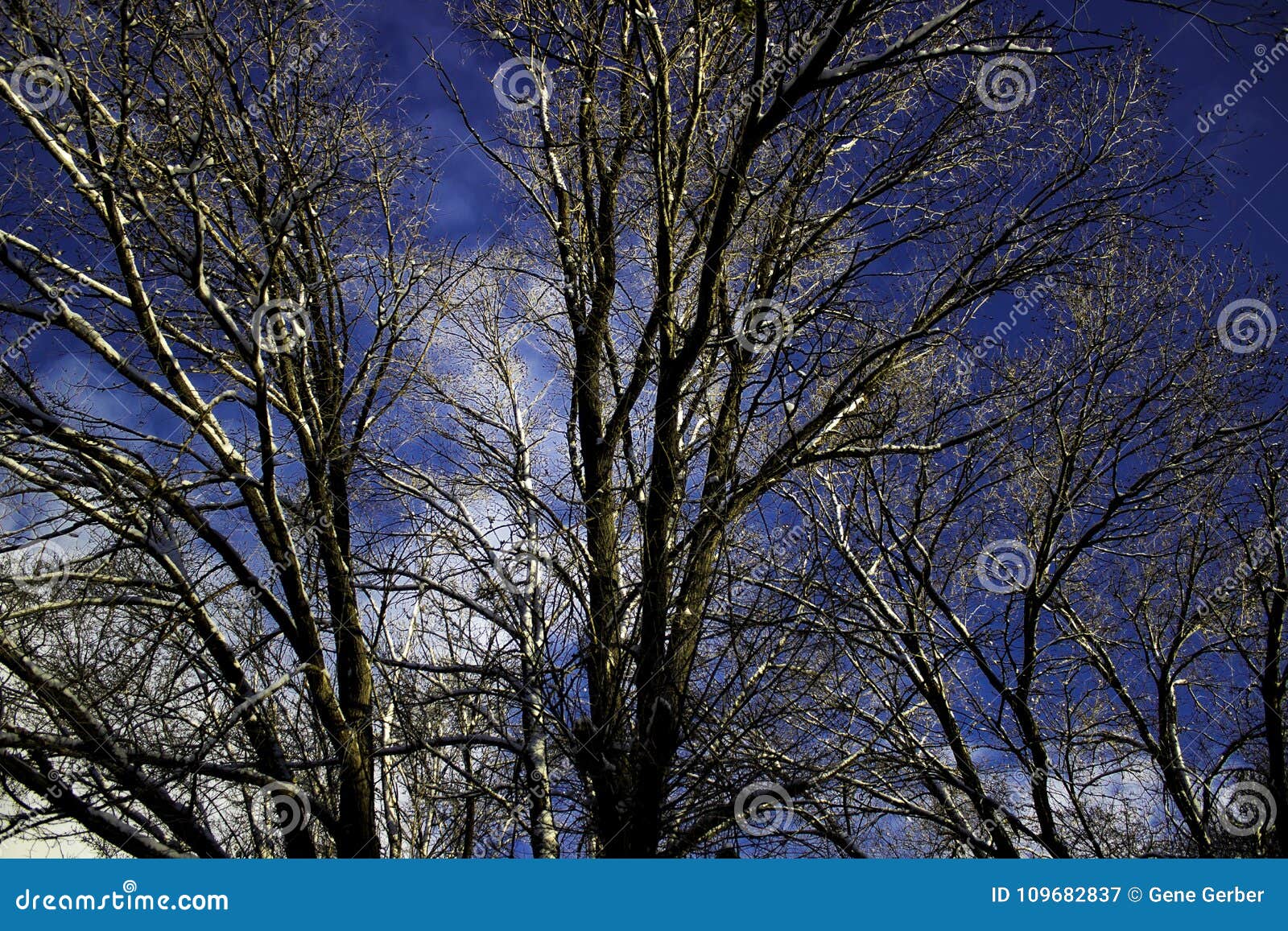 Light Snow on Tree Tops stock image. Image of seasonal - 109682837