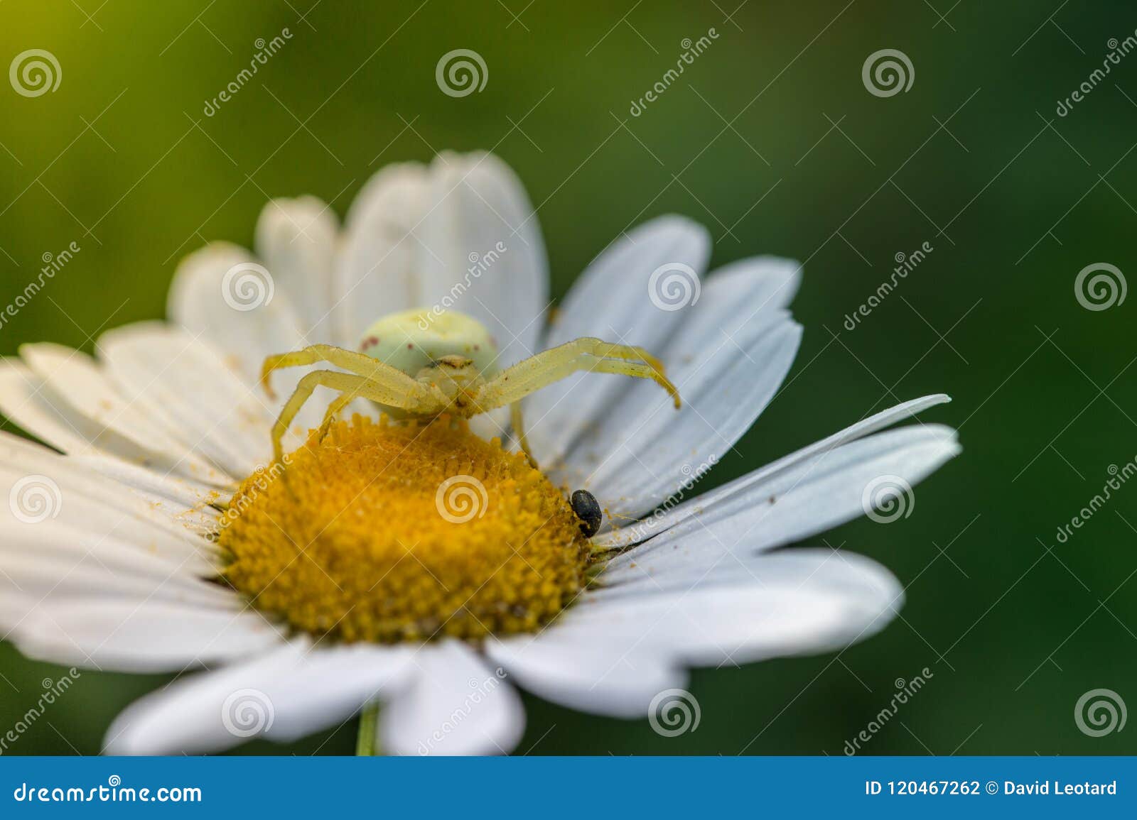 Spider on a Daisy Flower Waiting Its Prey Under the Sun Stock Photo ...