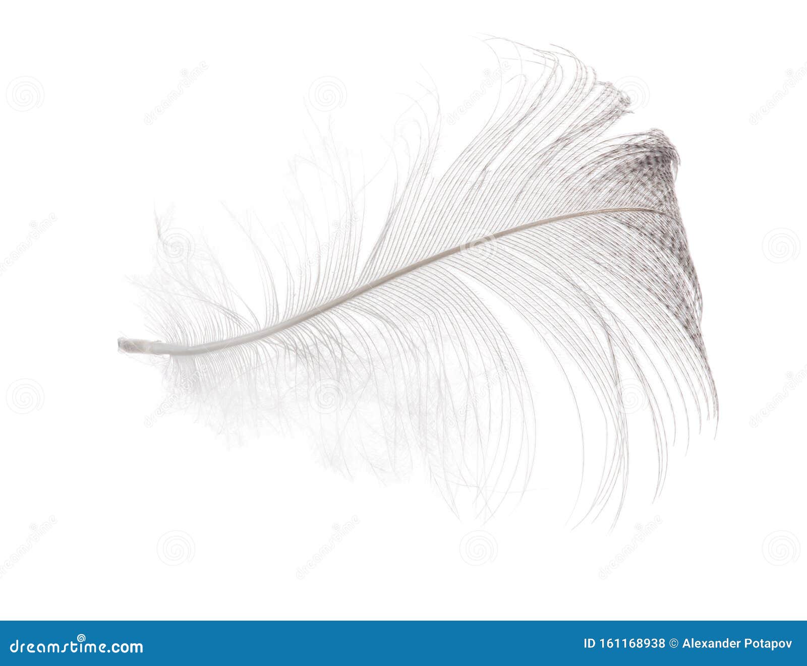 Light Spotted Gull Feather Isolated on White Stock Photo - Image of ...