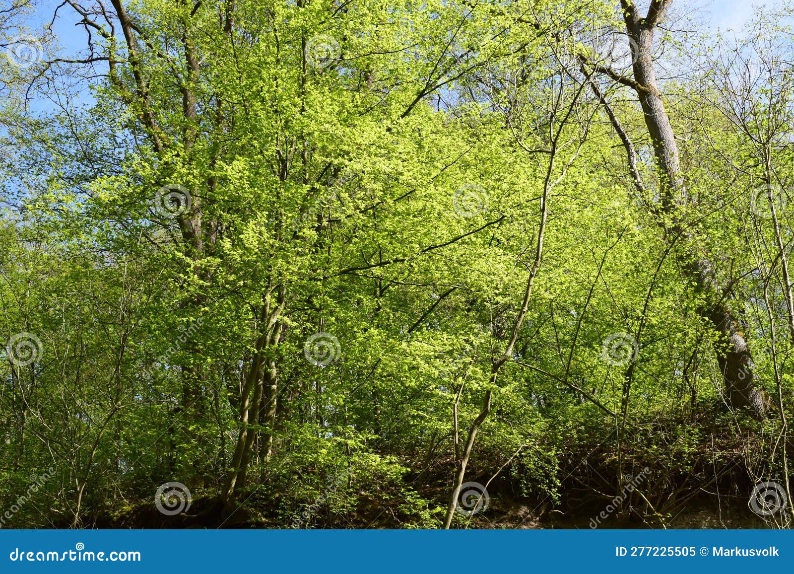 Light Green Spring Forest Mood Stock Image - Image of blue, leaf: 277225505