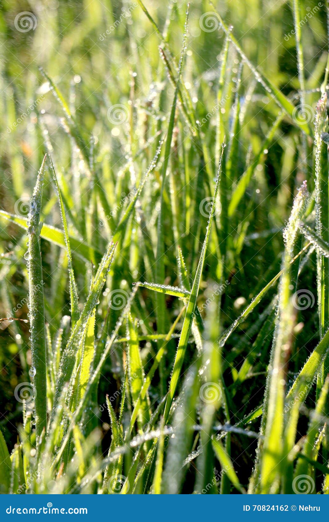 Light spring rain stock photo. Image of raindrop, close - 70824162