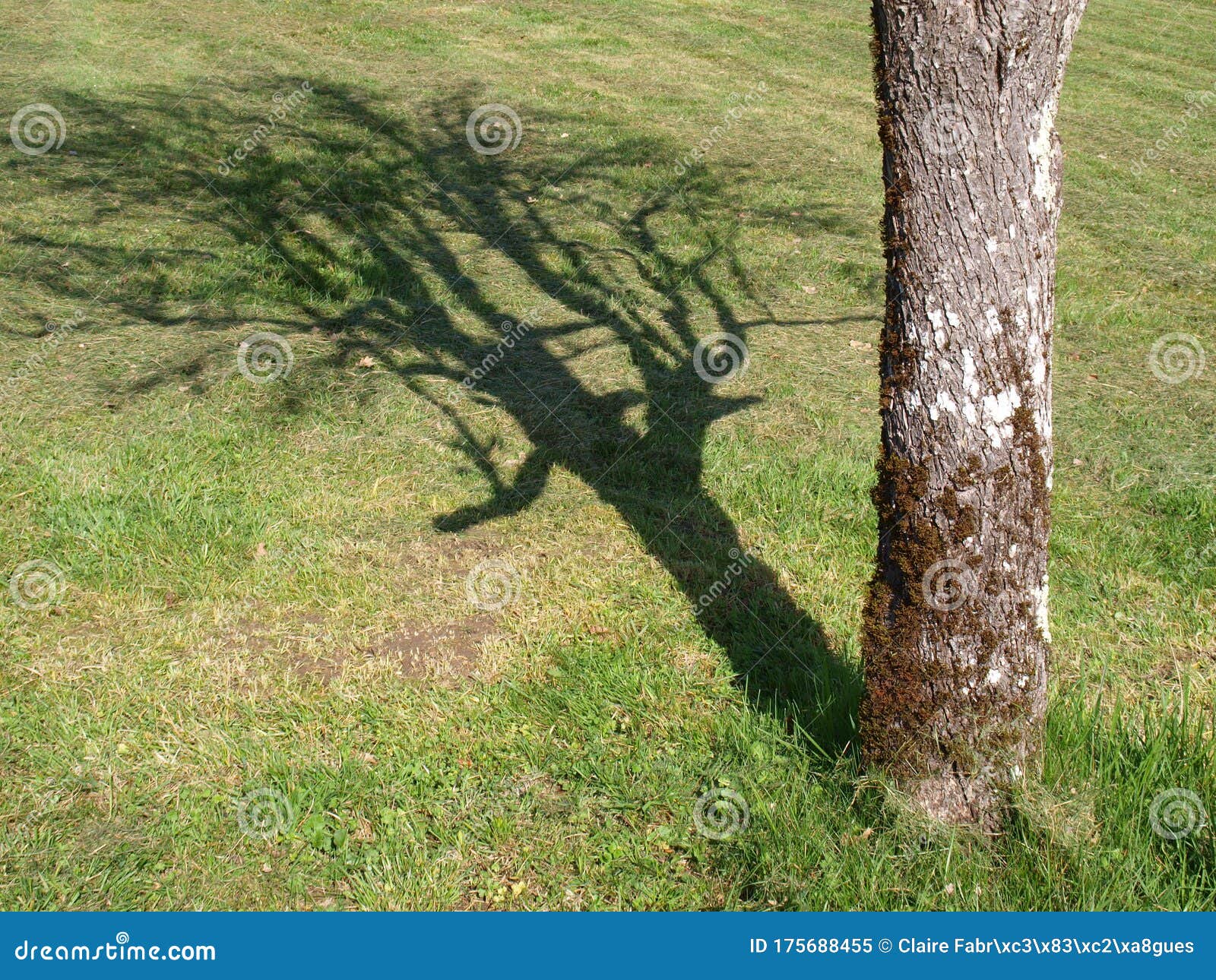 Tree Trunk and the Shadow of Its Branches Stock Image - Image of trunk ...