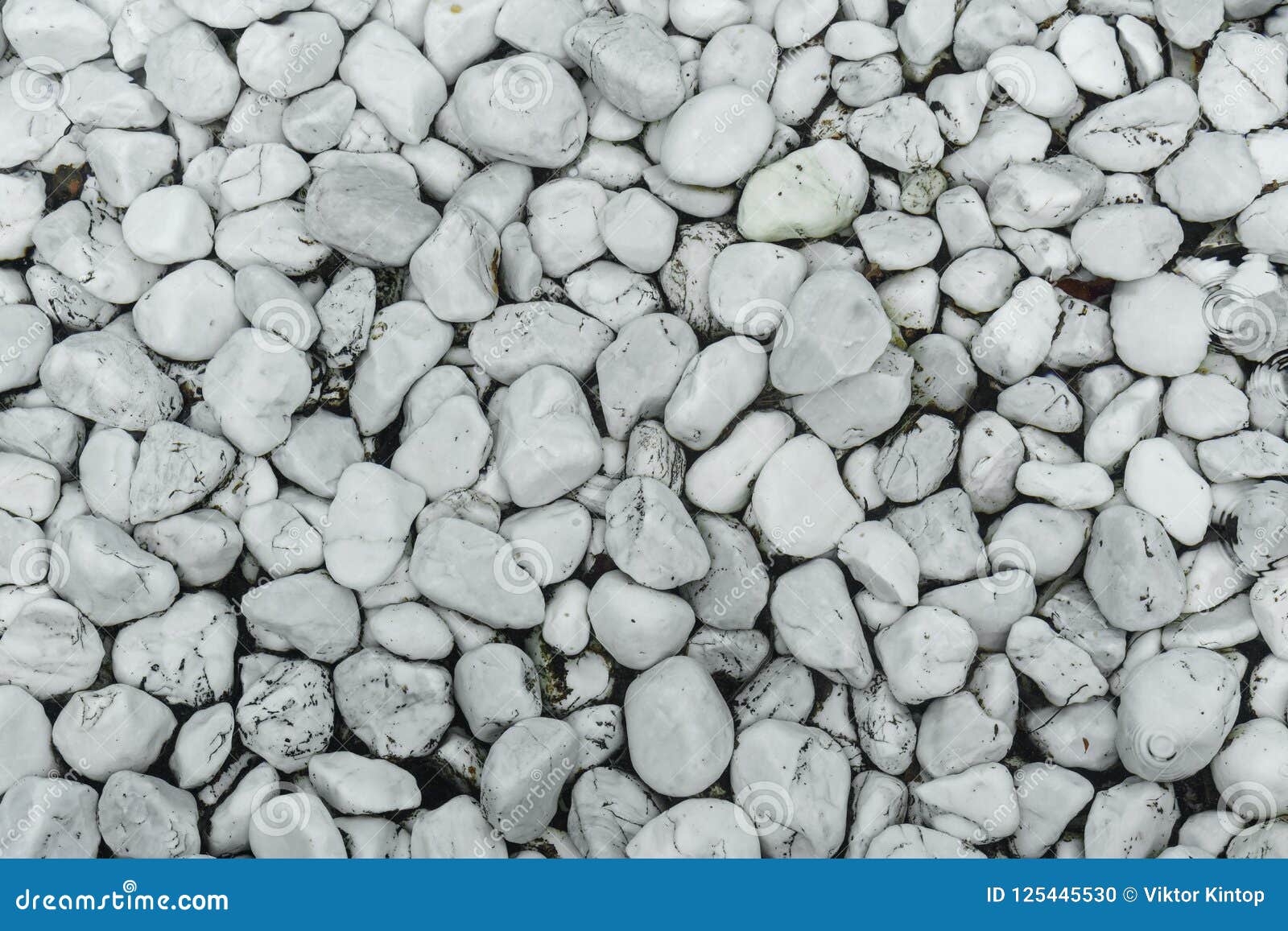 White Pebbles on the Bottom of the Pool Under Clean Water. Stock Photo ...