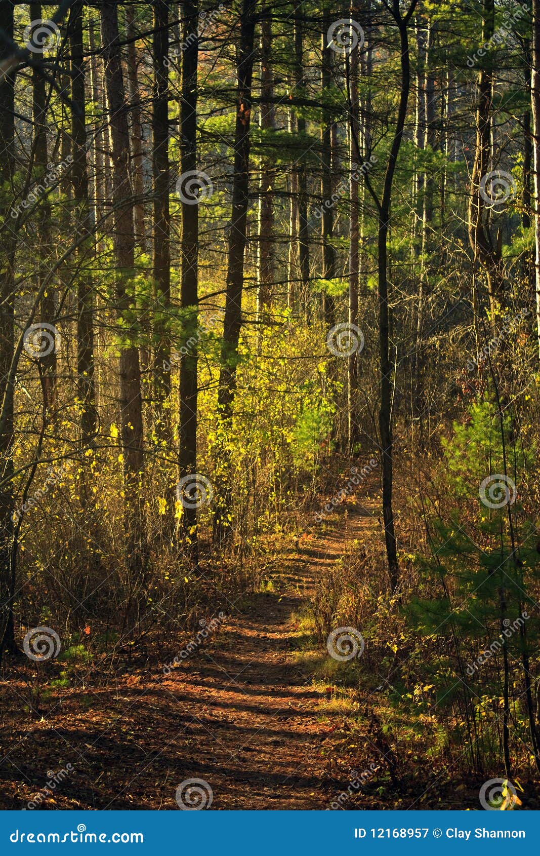 Light Streaming into Fall Forest Stock Image - Image of national ...