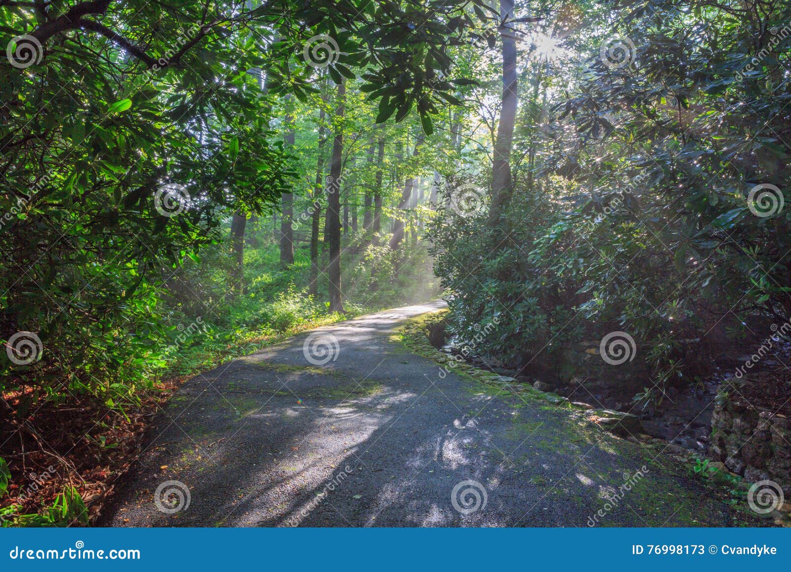 Light Streaming Onto Path in Woods Stock Image - Image of peaceful ...
