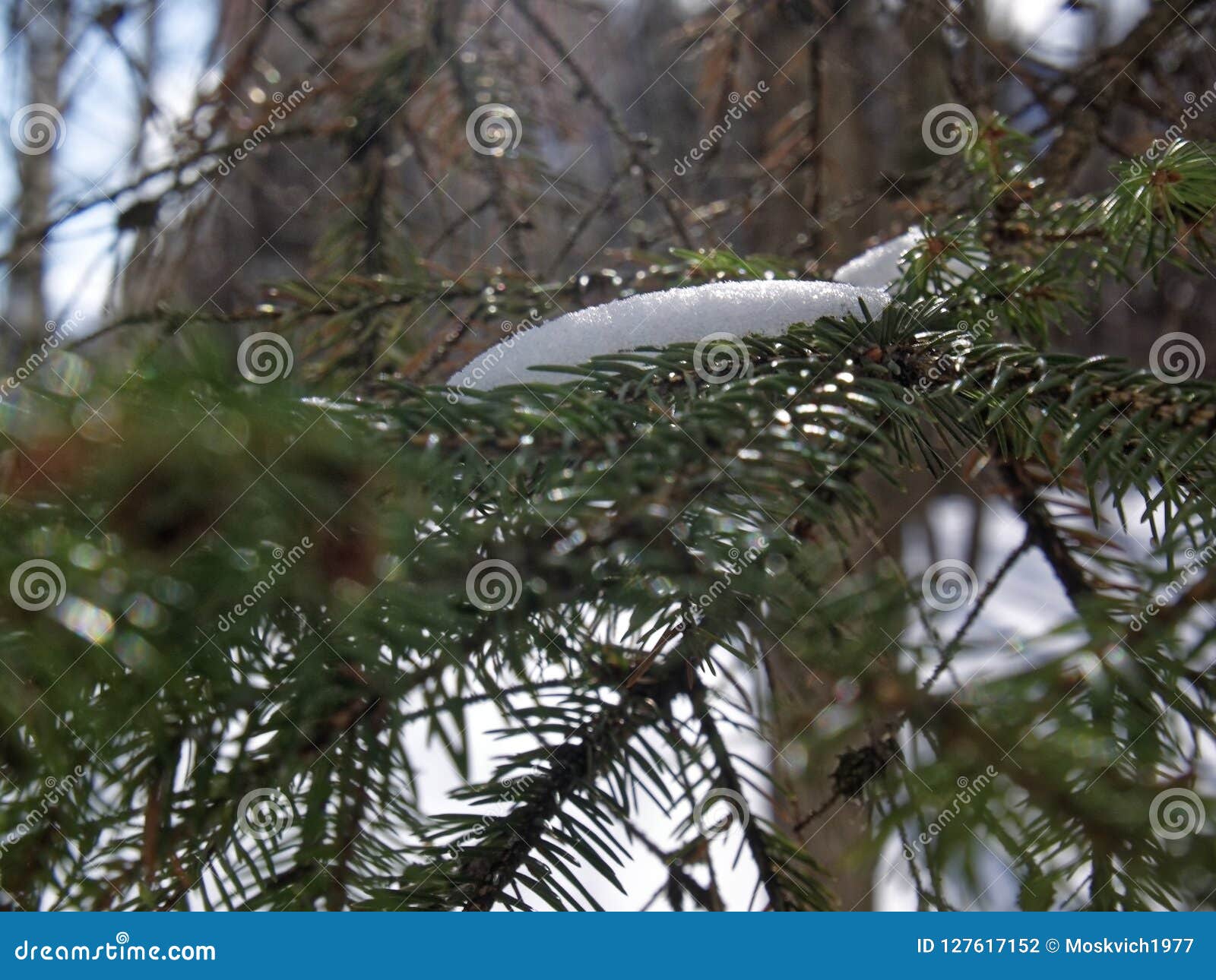 Light of the Sun through the Branches of the Christmas Tree in Winter ...