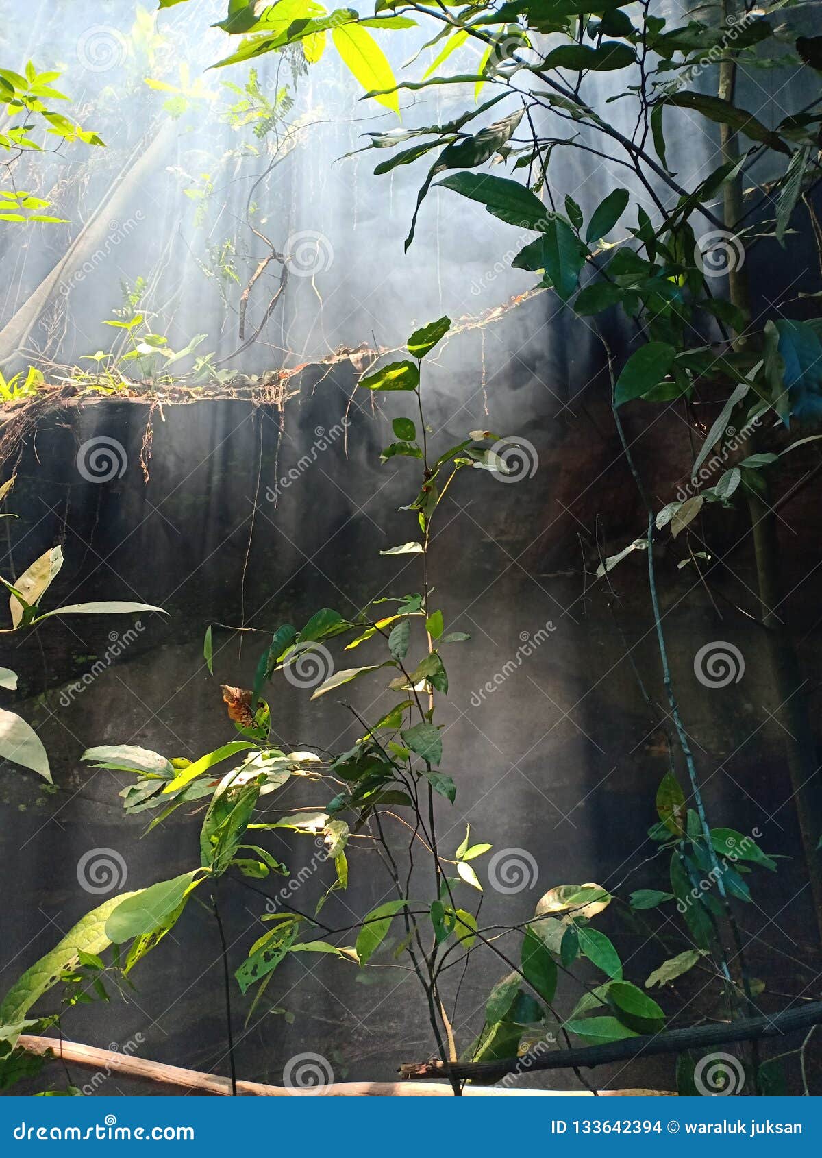 Light stock photo. Image of trees, morning, splashed - 133642394