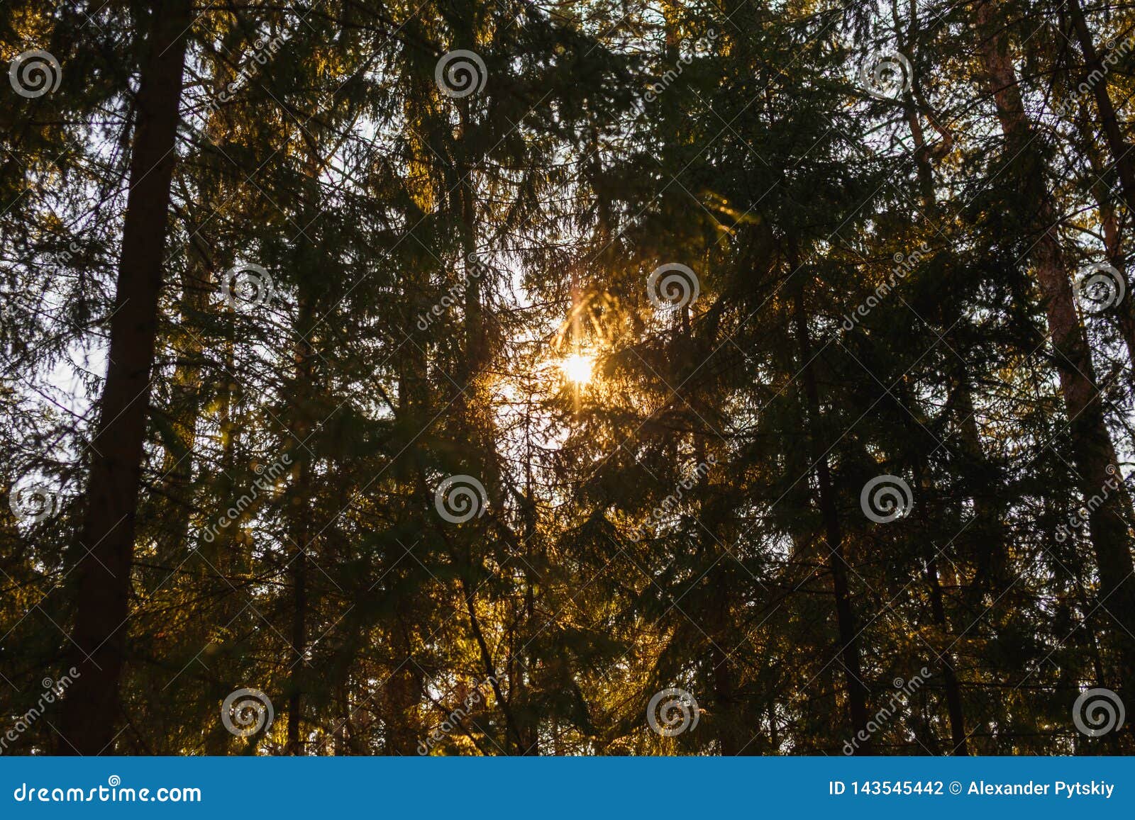 The Light of the Sun at Sunset through the Crown of Fir Trees in the ...
