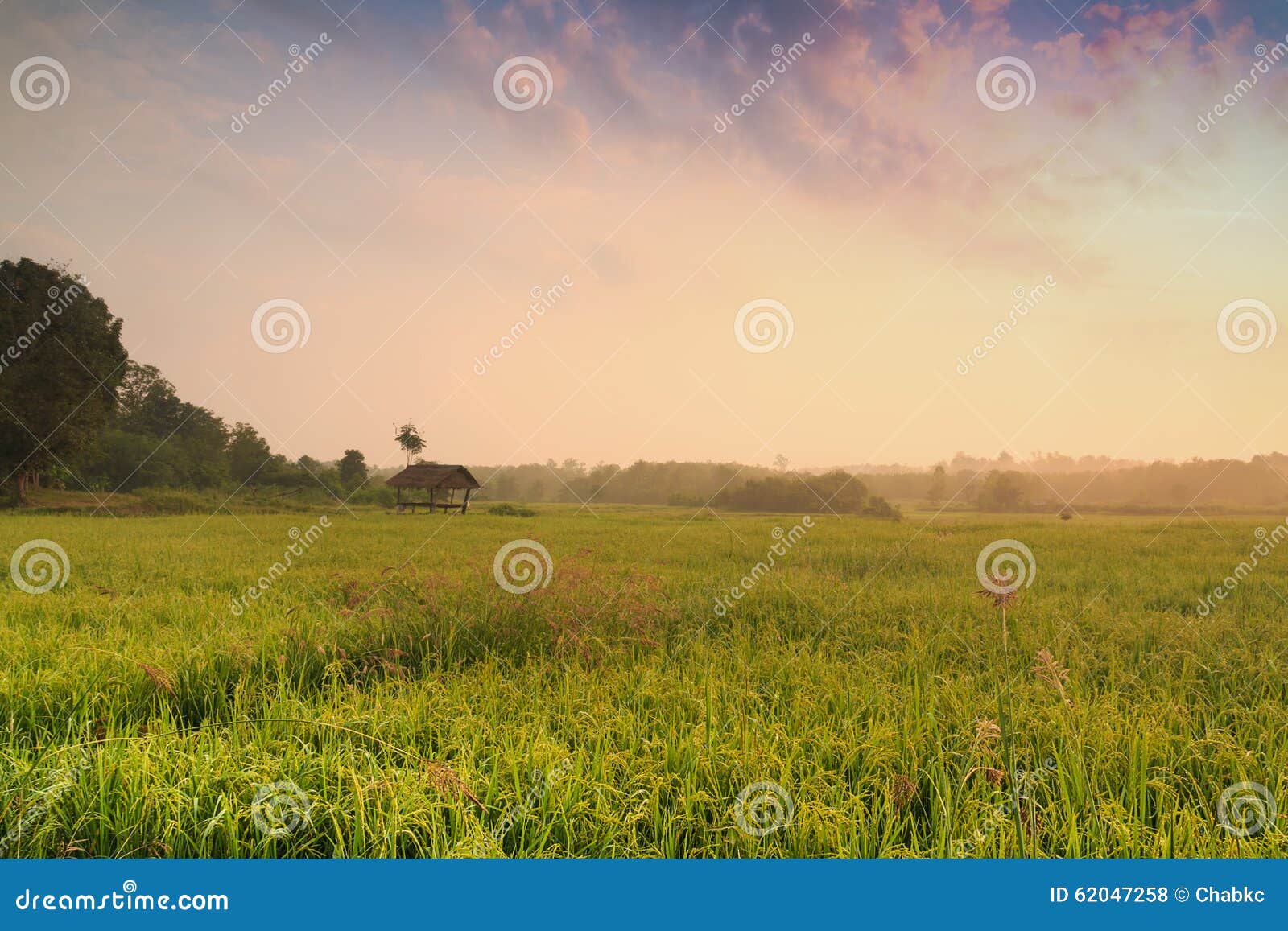 Light of Sunrise in Morning Stock Photo - Image of food, outdoor: 62047258