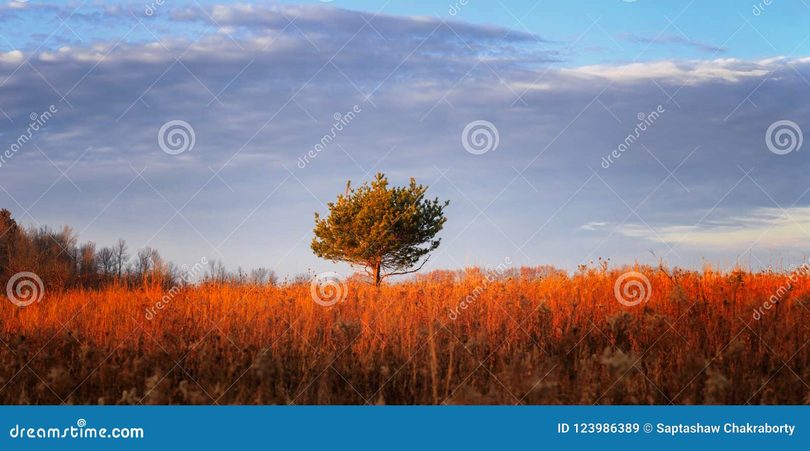 Red Tree on a Red Field at Sunset Stock Image - Image of ontario ...