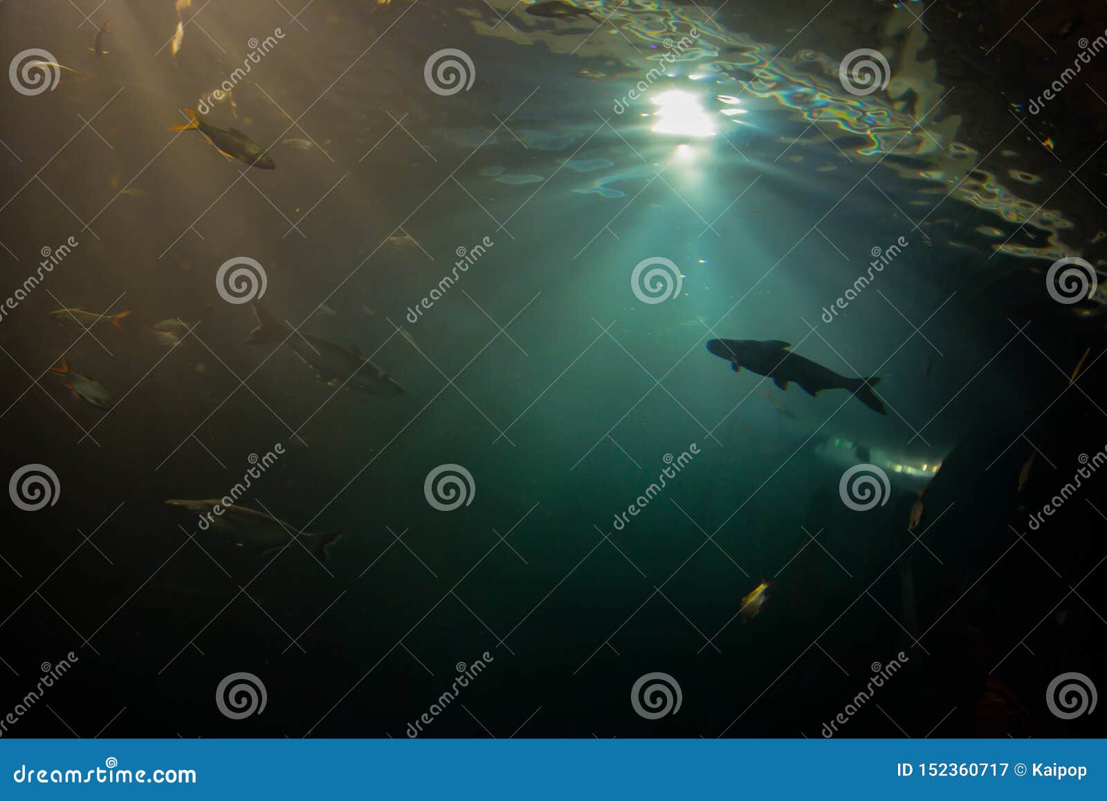 Light, Sunshine underwater stock image. Image of natural - 152360717