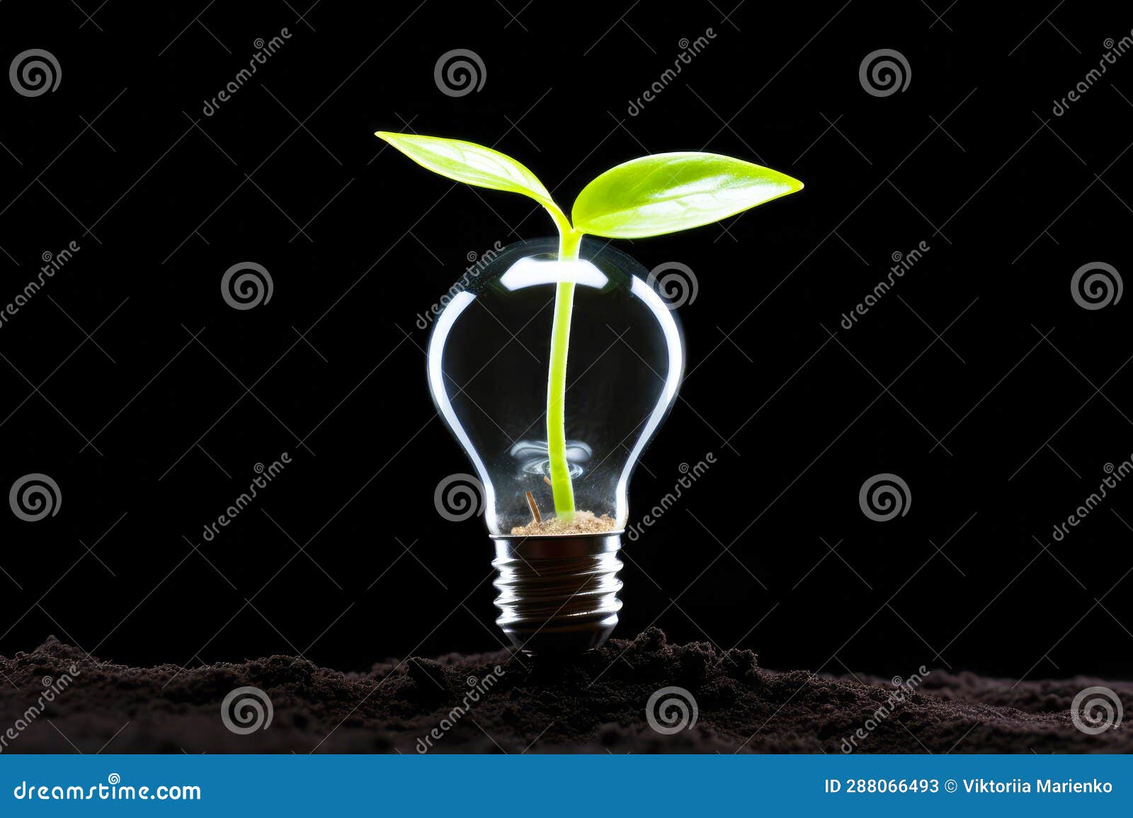Light of Sustainability: Plant Sprouting Inside Eco Focused Bulb Stock ...