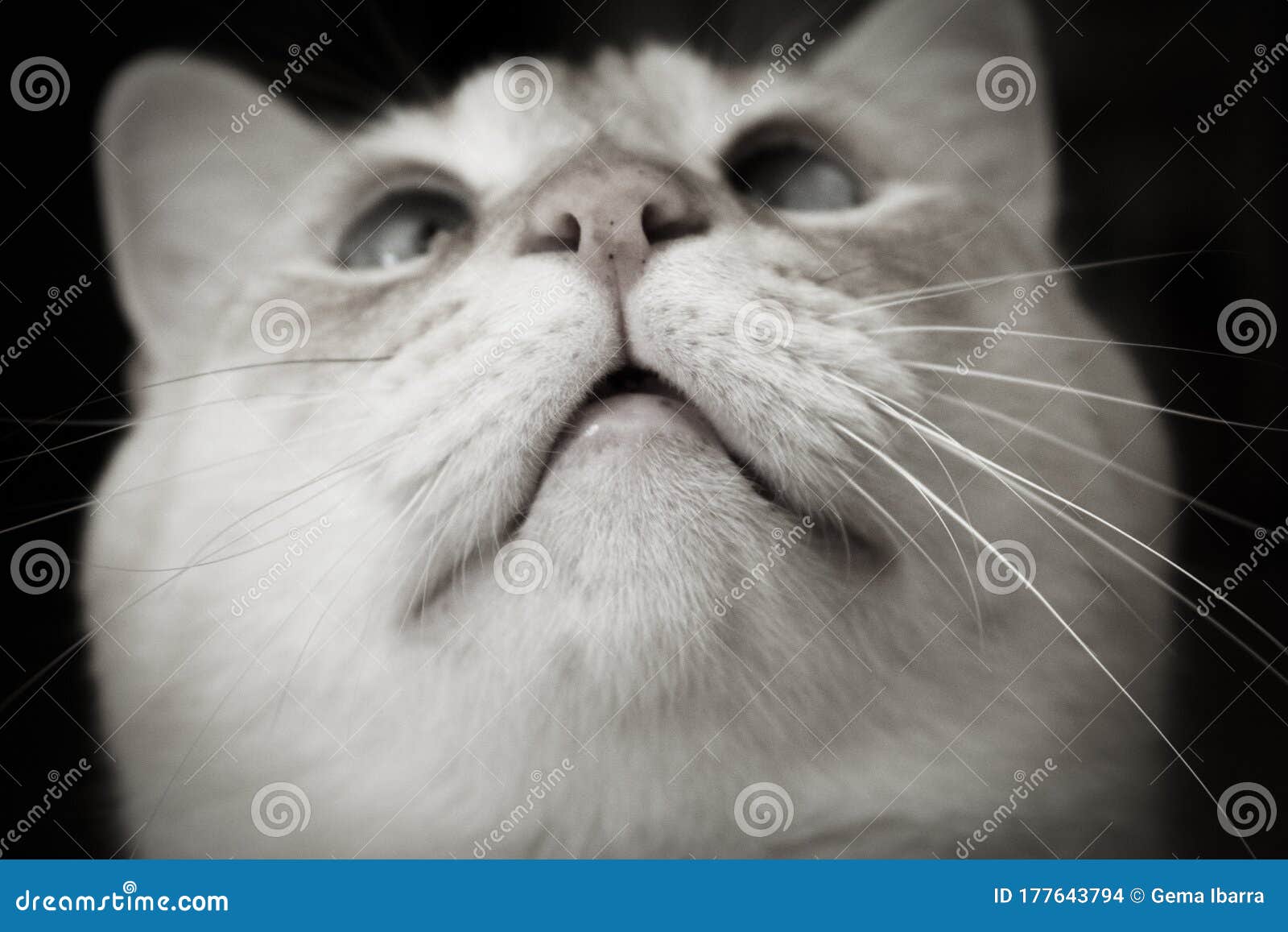Light Tan Cat with Blue Eyes Stock Photo - Image of beautiful, face ...