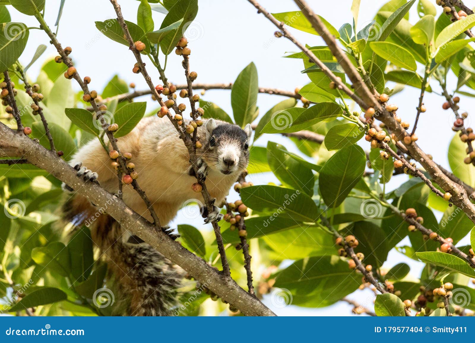Light Tan Fox Squirrel Sciurus Niger Eats Berries Stock Photo - Image ...