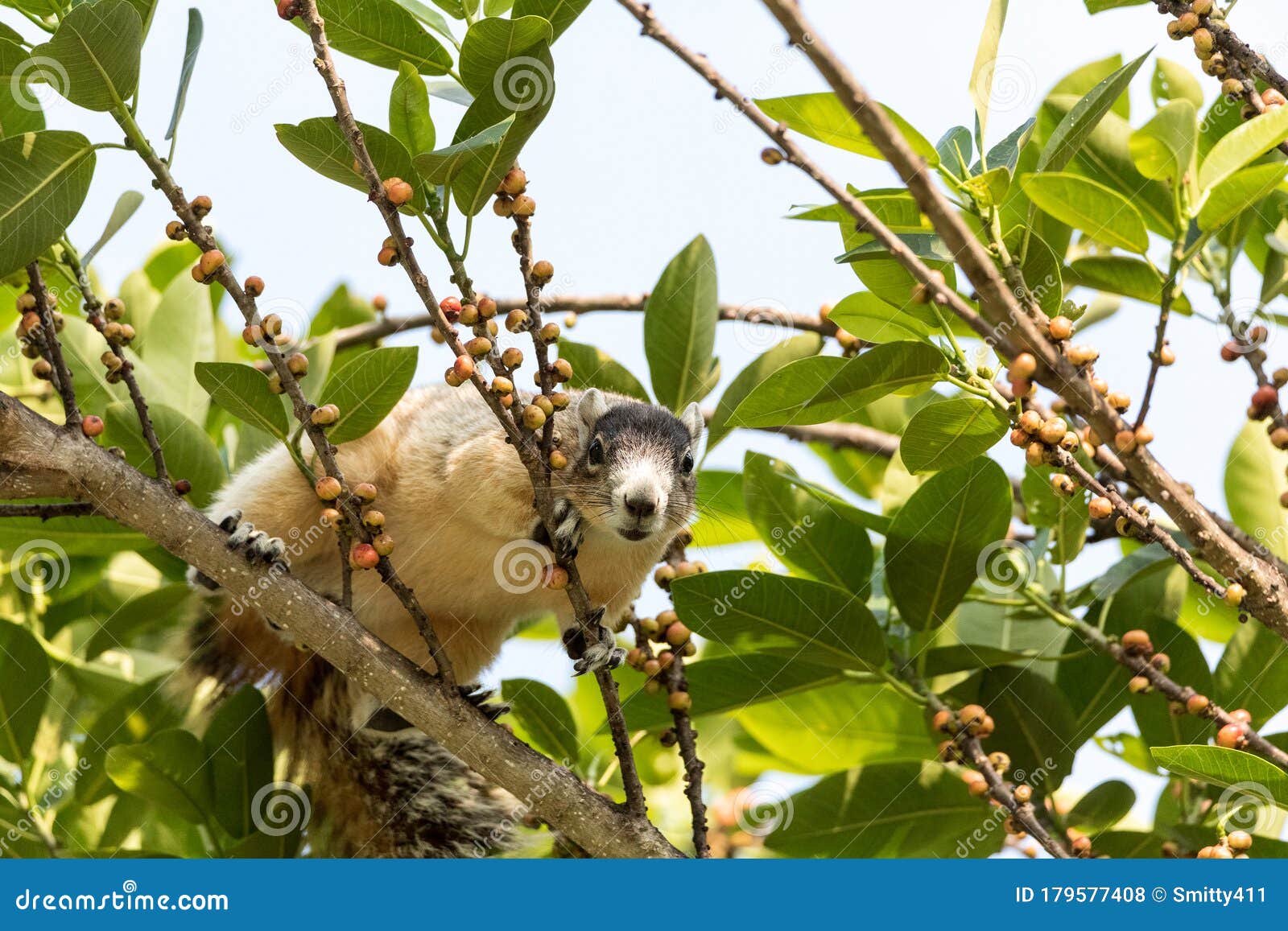 Light Tan Fox Squirrel Sciurus Niger Eats Berries Stock Photo - Image ...