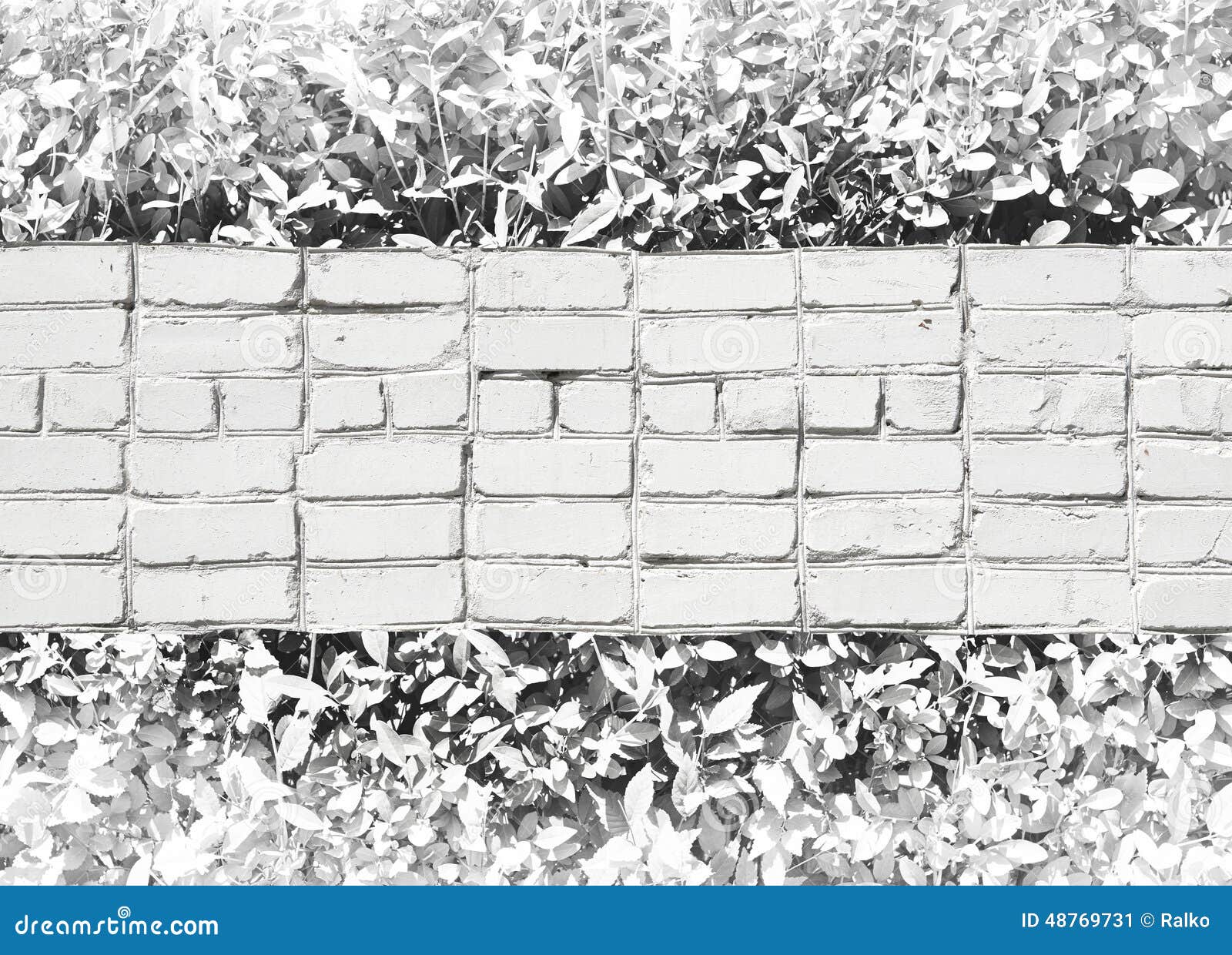 Light Texture Colorless Leaves Stock Image - Image of grunge, leaf ...